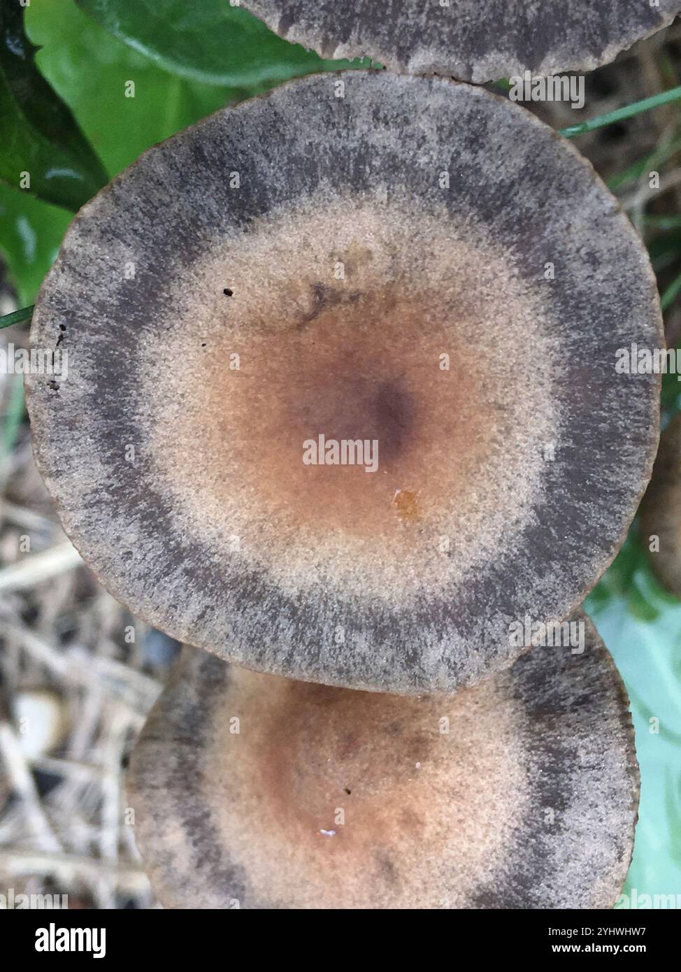 Banded Mottlegill (Panaeolus cinctulus Stock Photo - Alamy