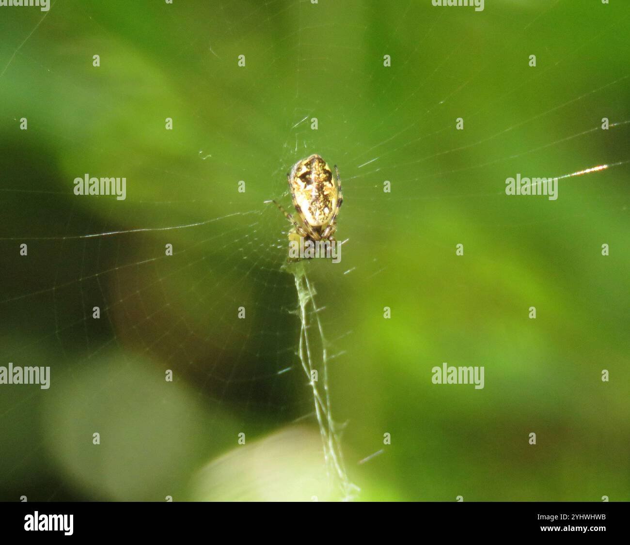 Conical Trashline Orbweaver (Cyclosa conica Stock Photo - Alamy