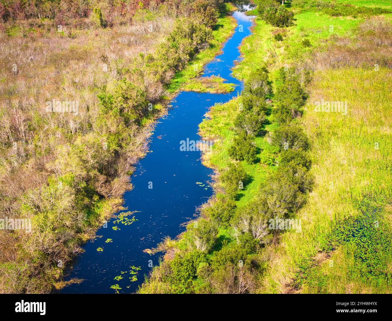 Lush Wetland Scenery of Florida with Patches of Water and Greenery ...