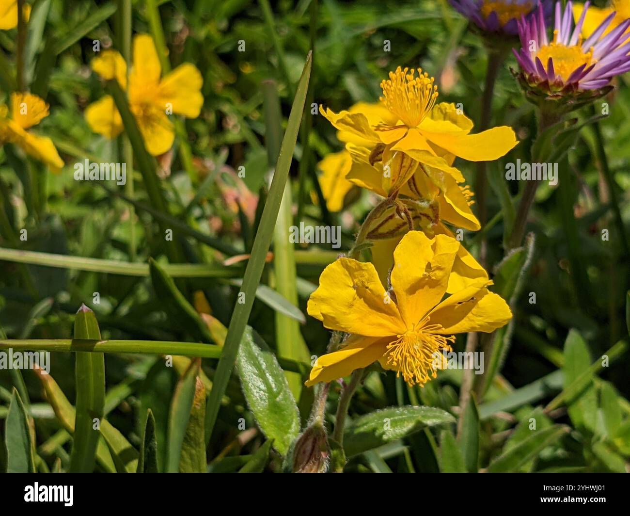 Common Rock-rose (Helianthemum nummularium Stock Photo - Alamy