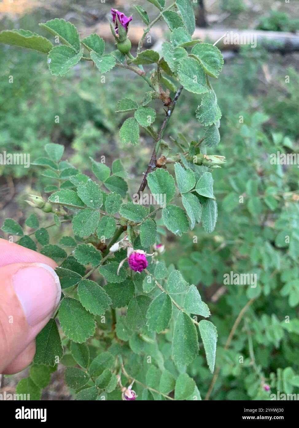 Dwarf rose hi-res stock photography and images - Alamy