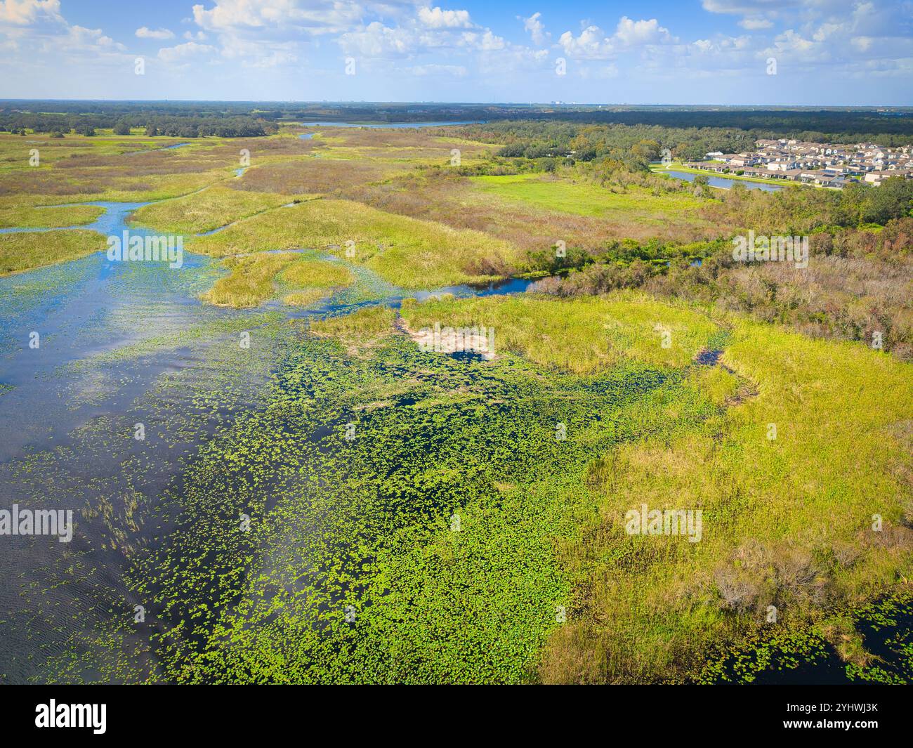 Lush Wetland Scenery of Florida with Patches of Water and Greenery ...