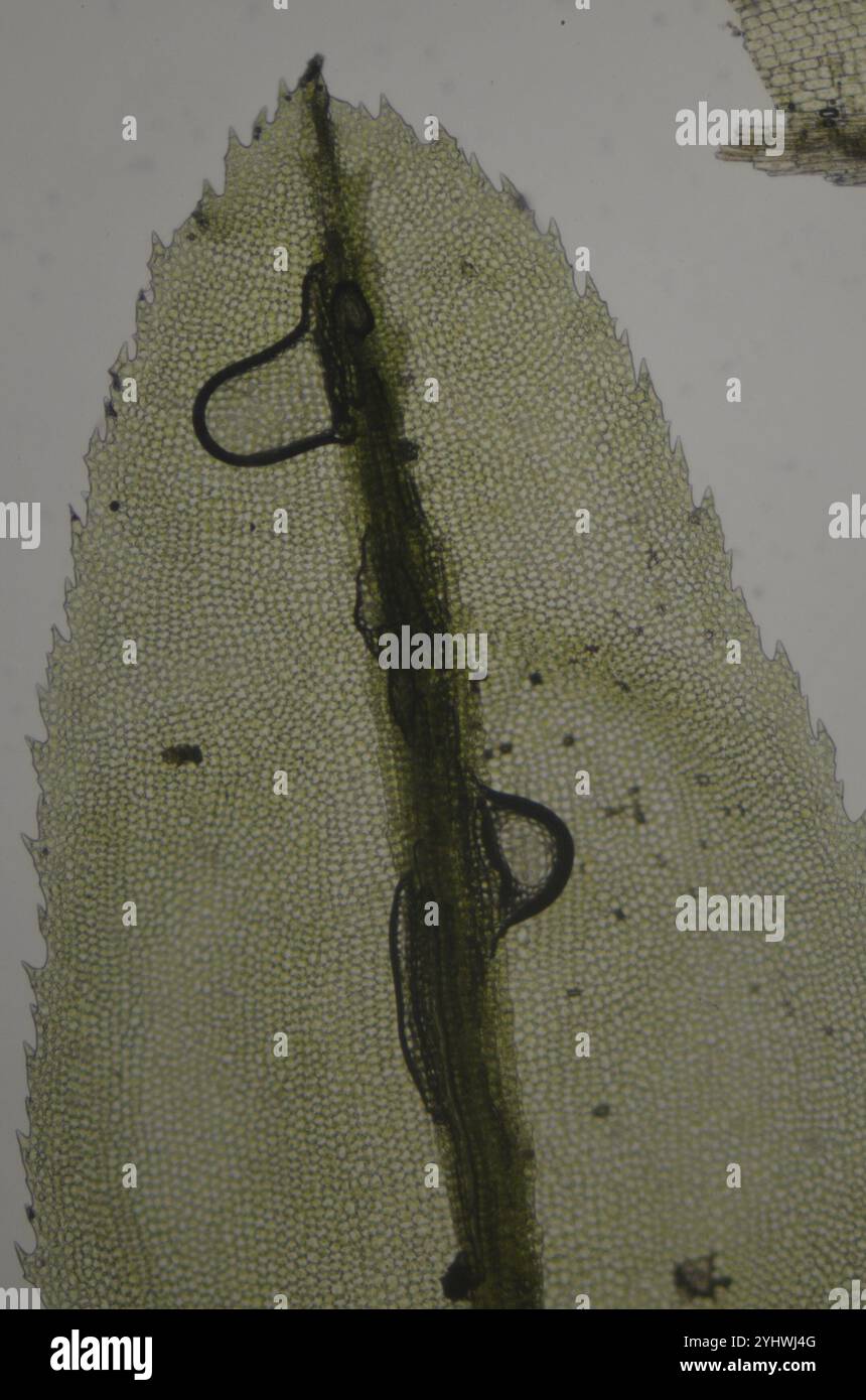 Large Hair Moss (Oligotrichum parallelum Stock Photo - Alamy