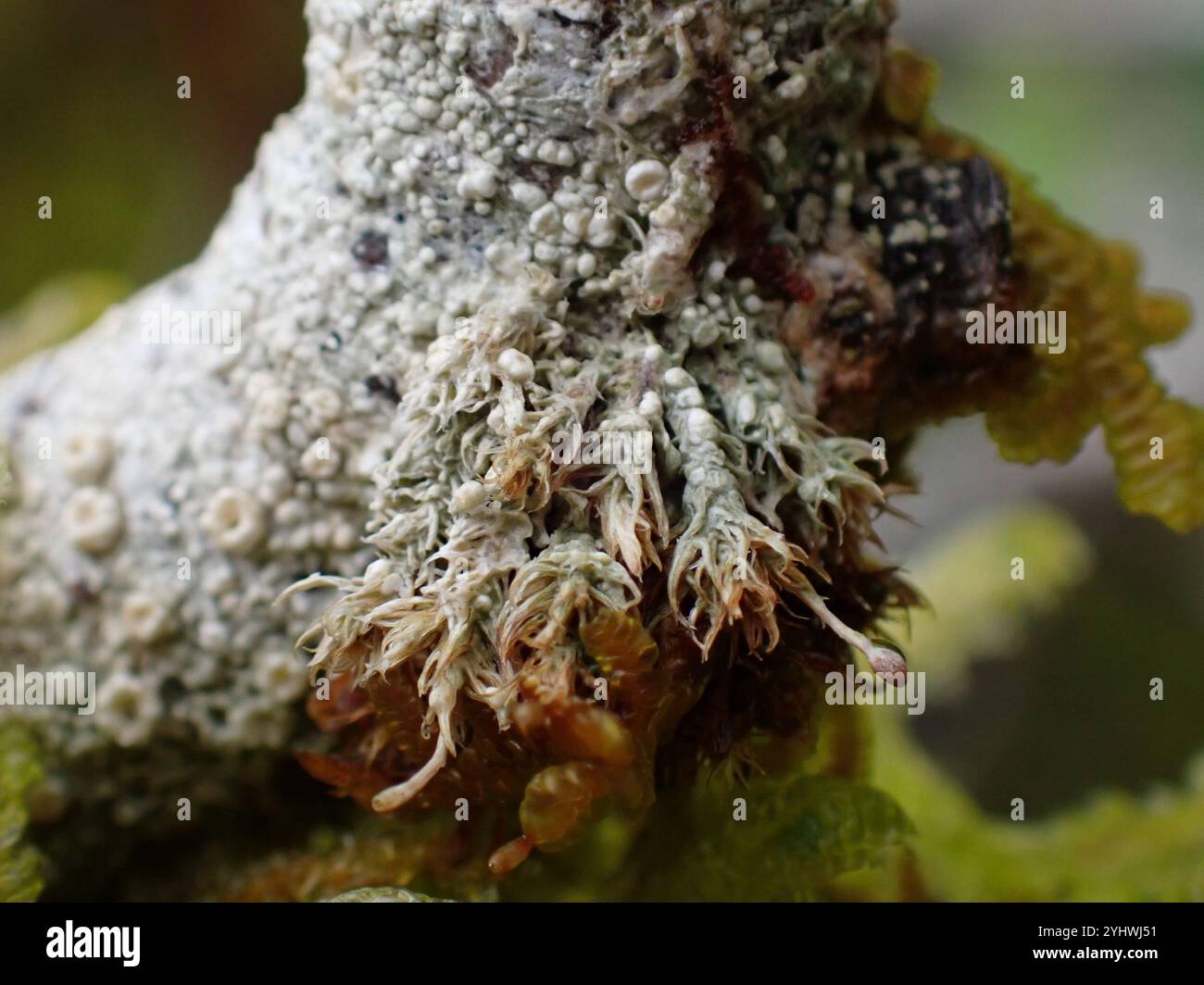 common lichens (Lecanoromycetes Stock Photo - Alamy