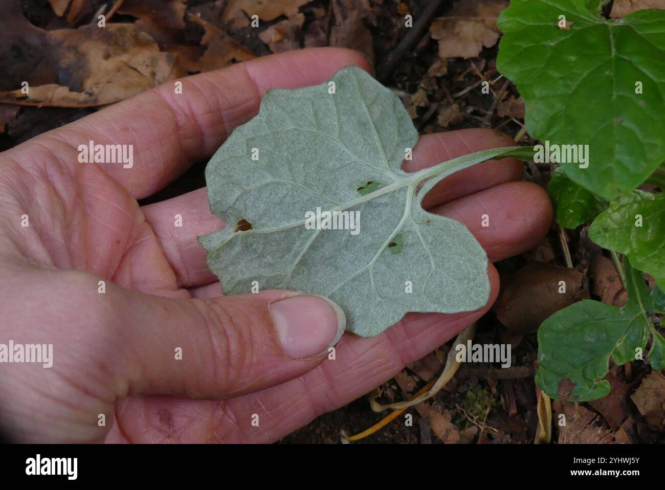 American trailplant (Adenocaulon bicolor Stock Photo - Alamy