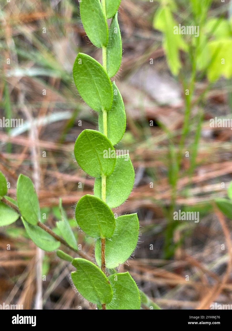 Eastern Silver Aster (Symphyotrichum concolor Stock Photo - Alamy