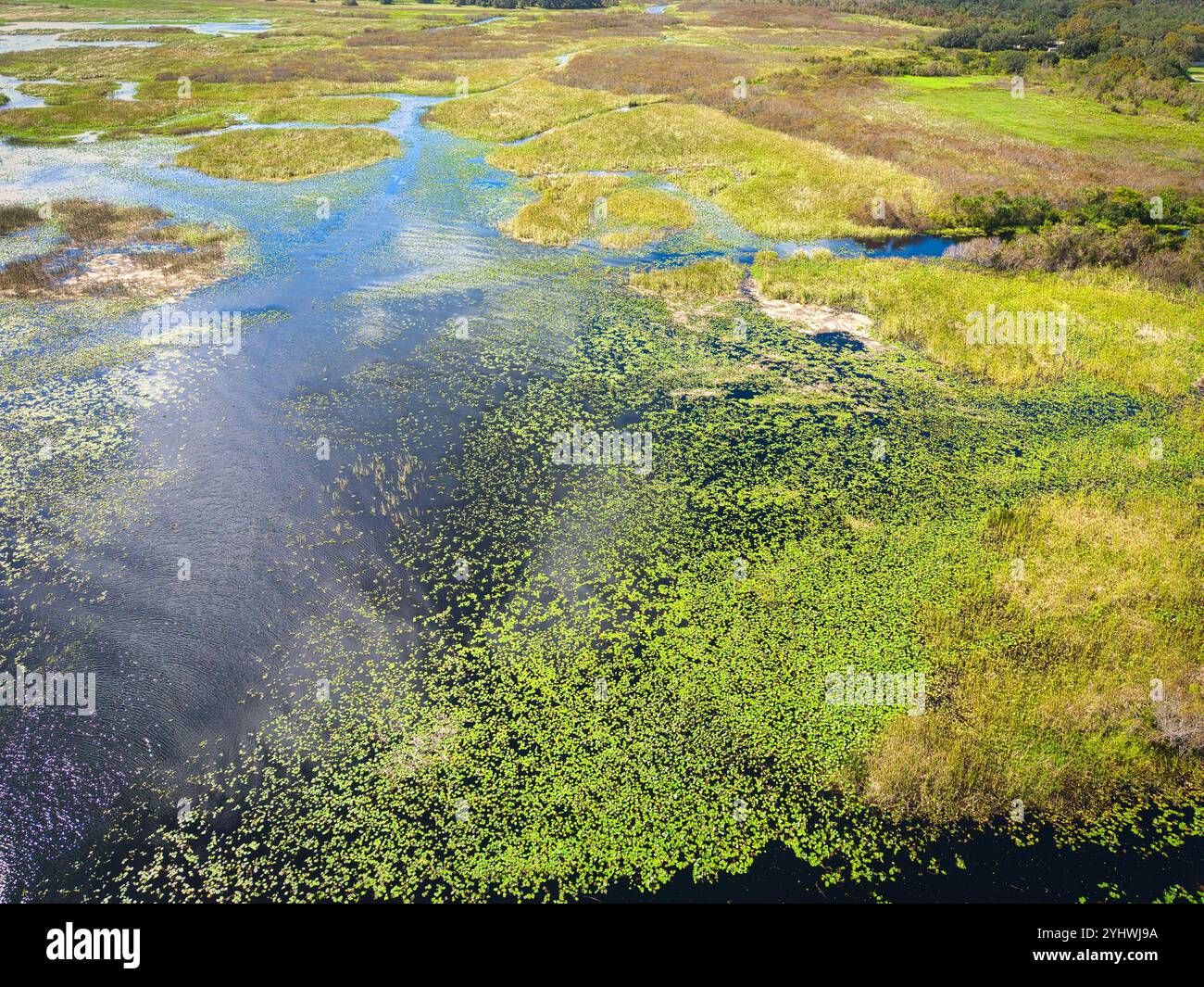 Lush Wetland Scenery of Florida with Patches of Water and Greenery ...