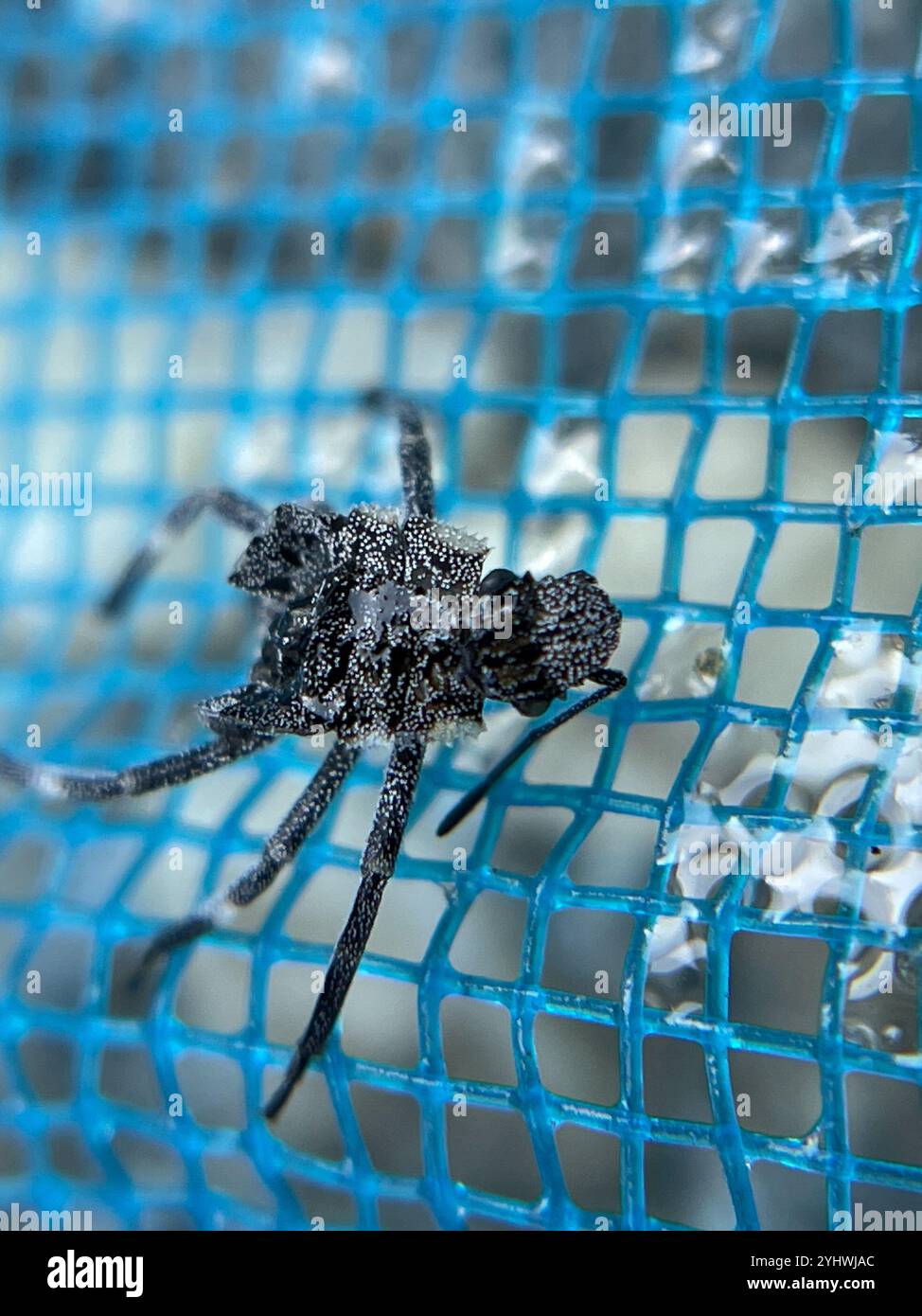 True Bugs, Hoppers, Aphids, and allies (Hemiptera Stock Photo - Alamy