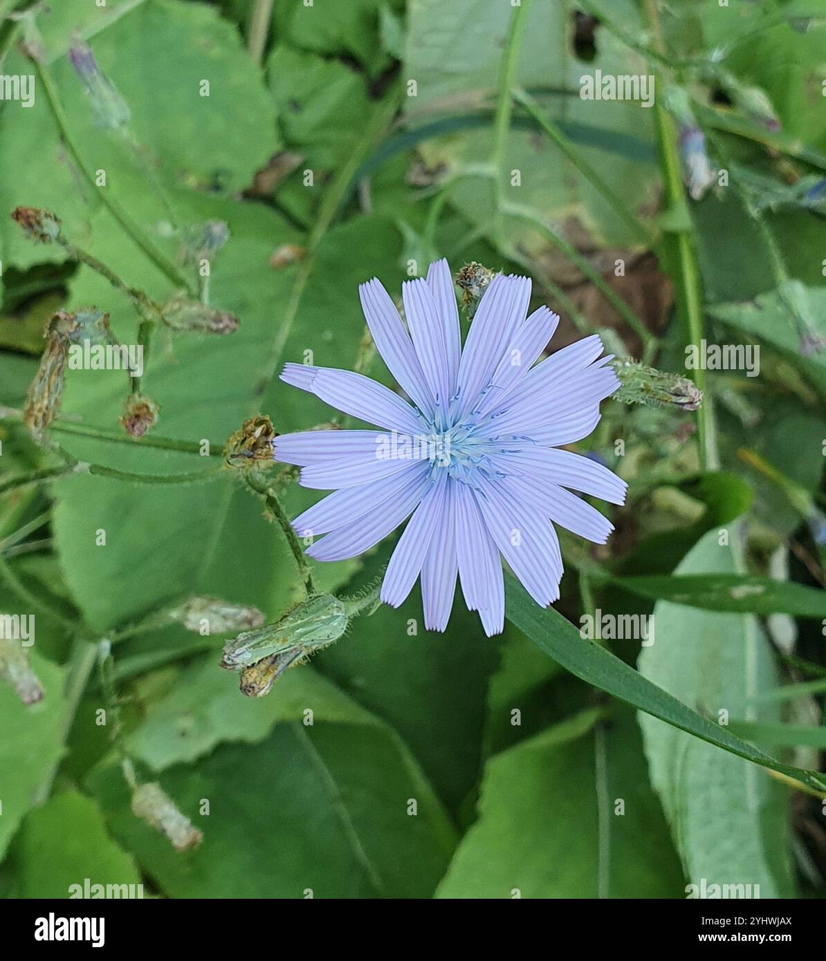 Common Blue-sow-thistle (Cicerbita macrophylla Stock Photo - Alamy