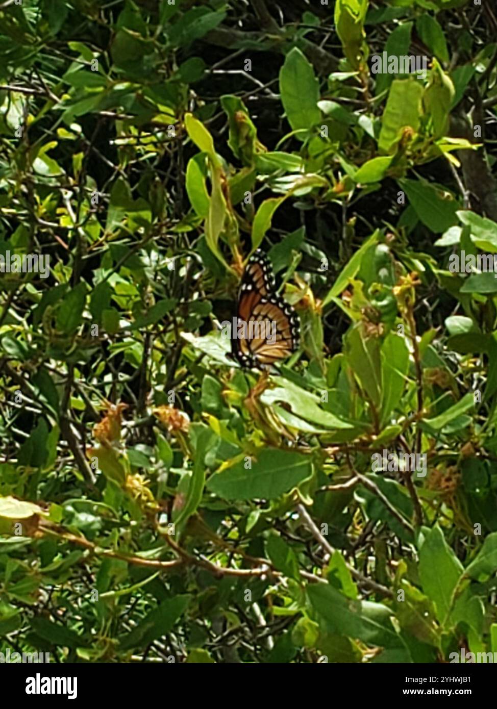 Viceroy (Limenitis archippus Stock Photo - Alamy