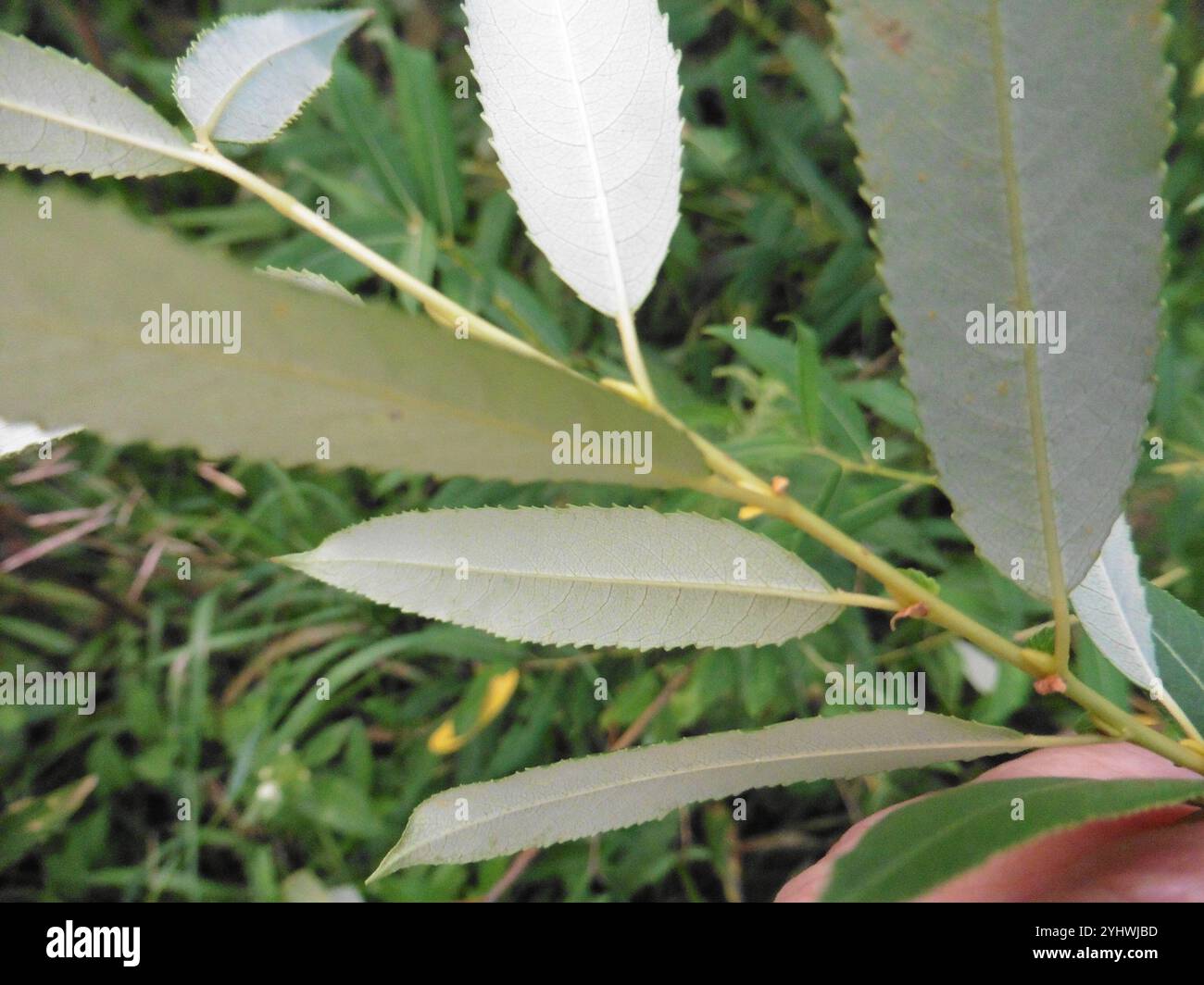 Almond Willow (Salix triandra Stock Photo - Alamy