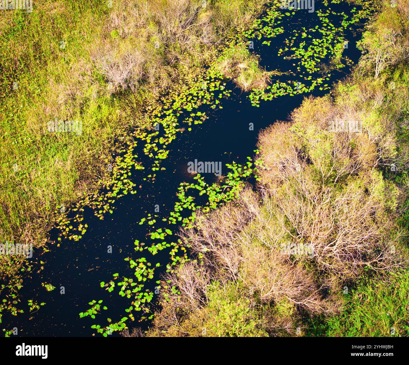 Lush Wetland Scenery of Florida with Patches of Water and Greenery ...