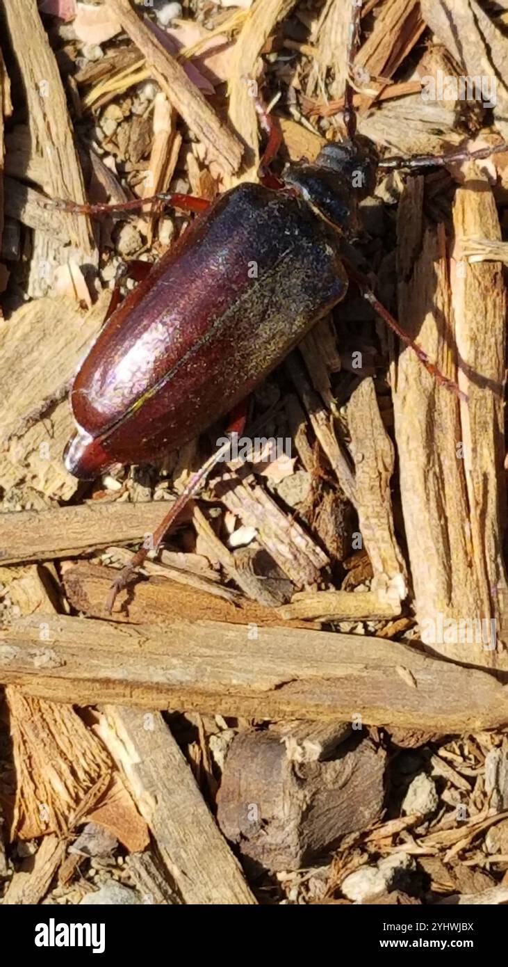 California Root Borer (Prionus californicus Stock Photo - Alamy