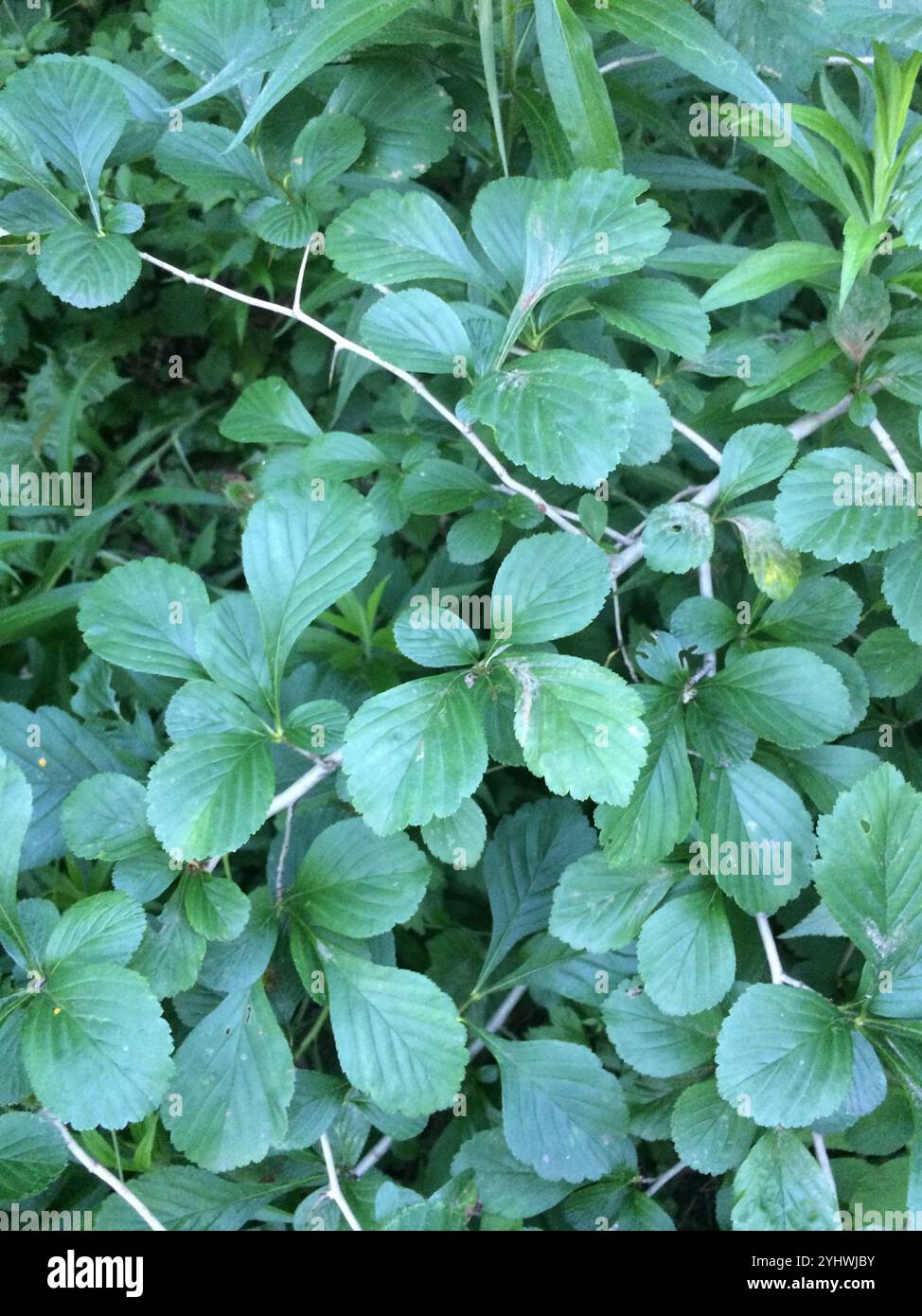 dotted hawthorn (Crataegus punctata Stock Photo - Alamy