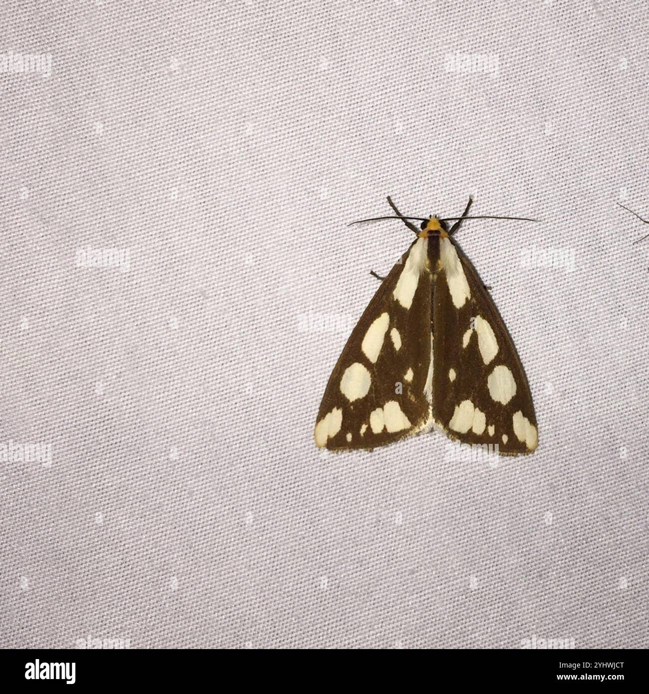 Confused Haploa Moth (Haploa confusa Stock Photo - Alamy