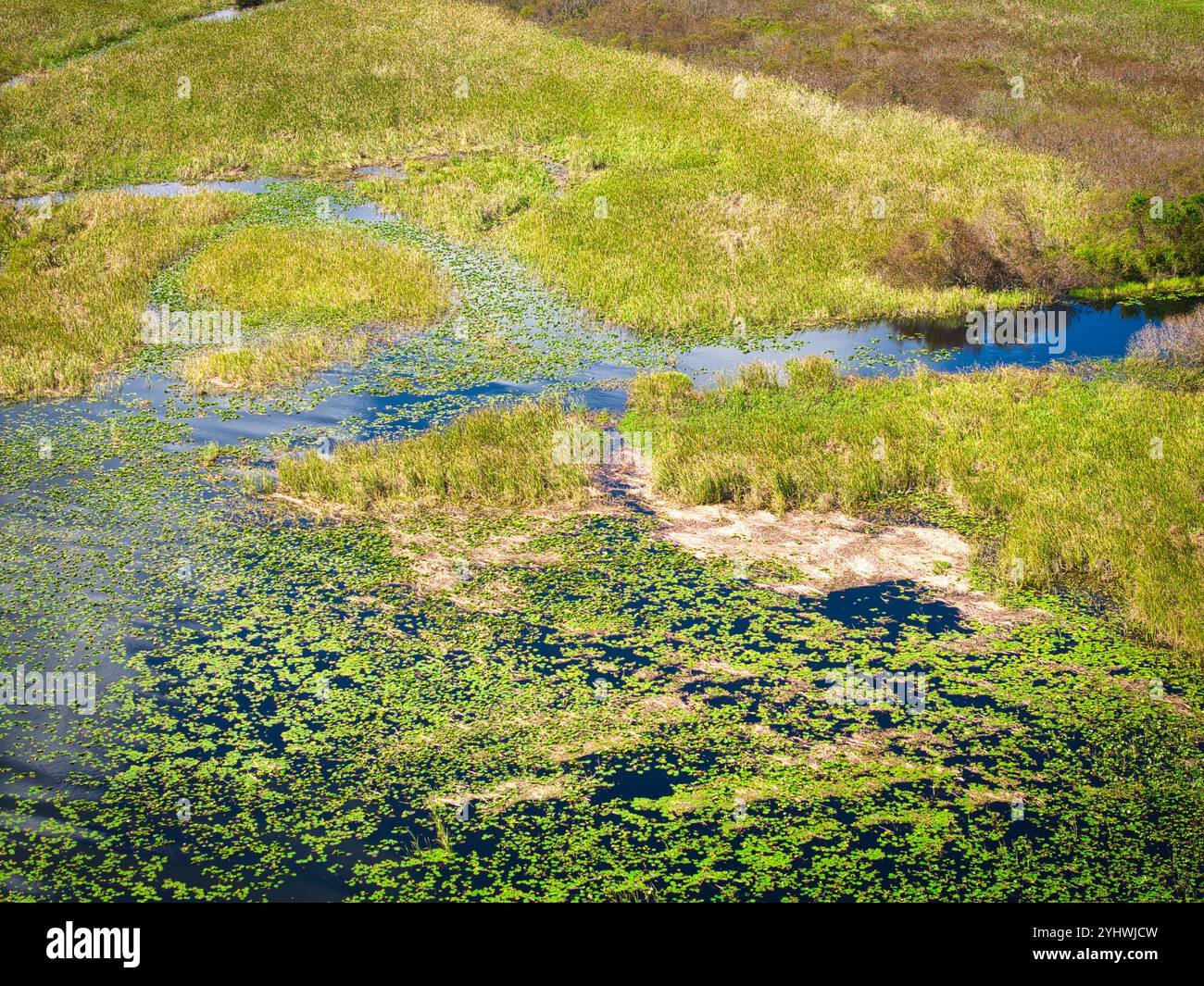 Lush Wetland Scenery of Florida with Patches of Water and Greenery ...