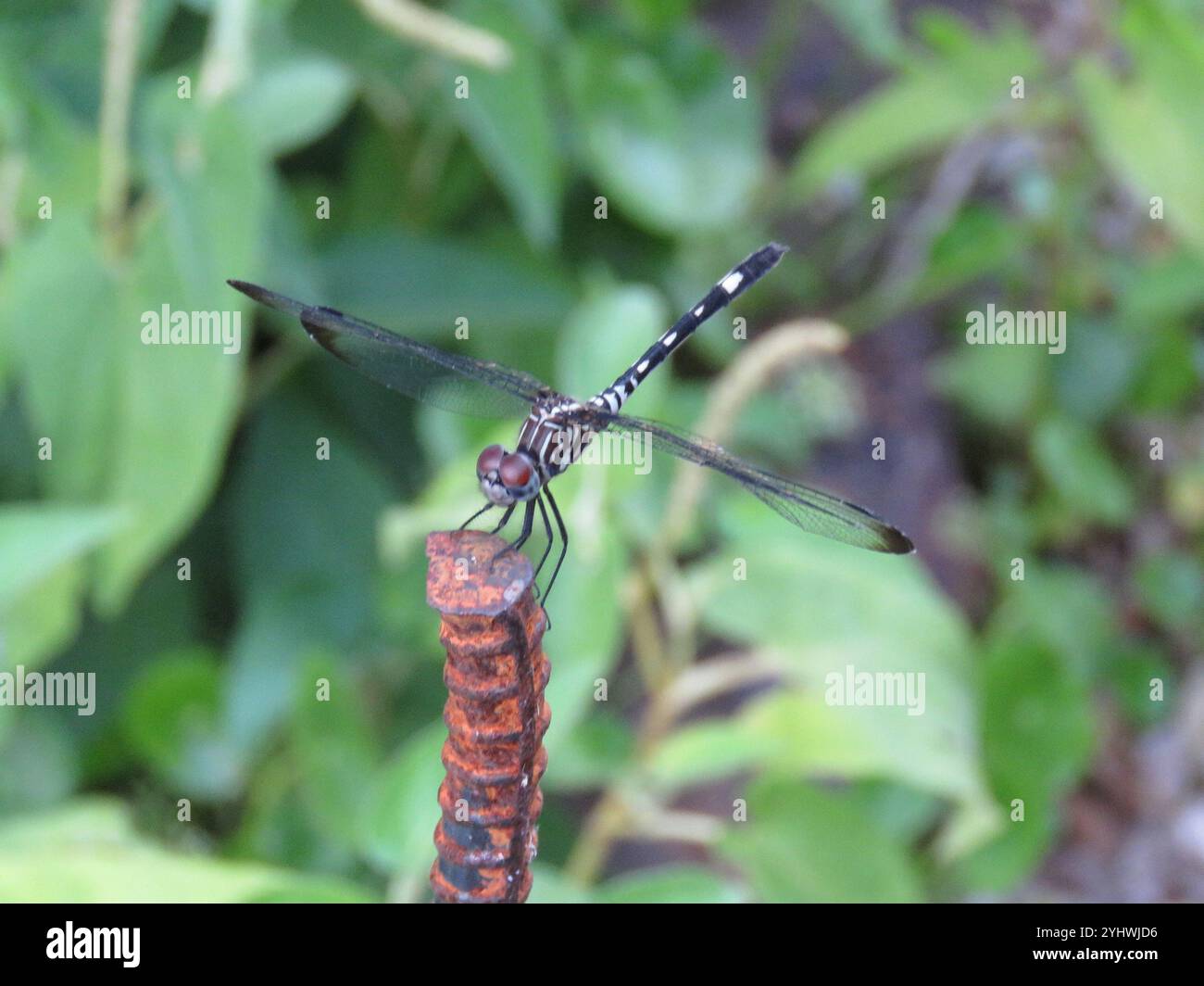 Dythemis hi-res stock photography and images - Alamy