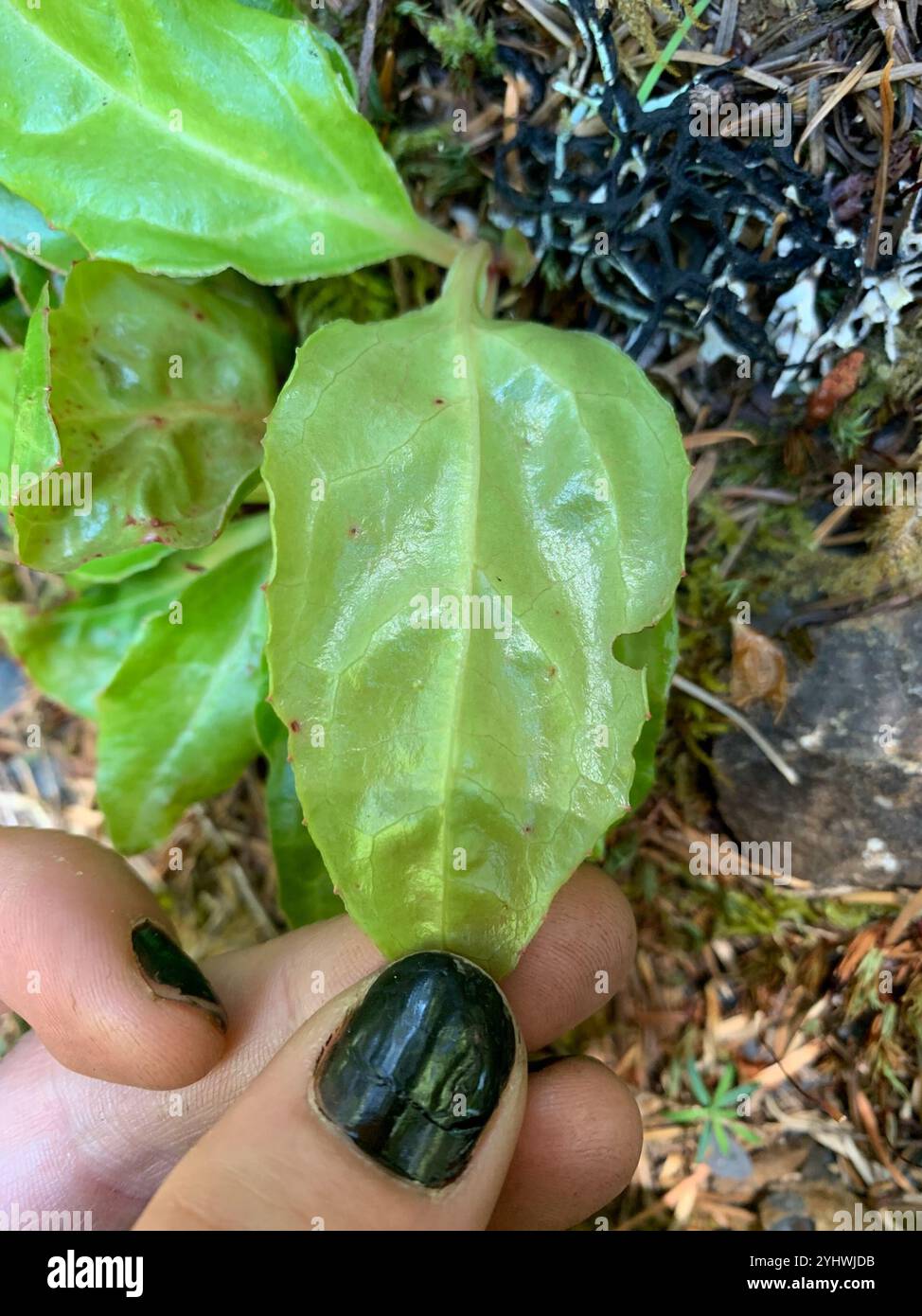 white-veined wintergreen (Pyrola picta Stock Photo - Alamy