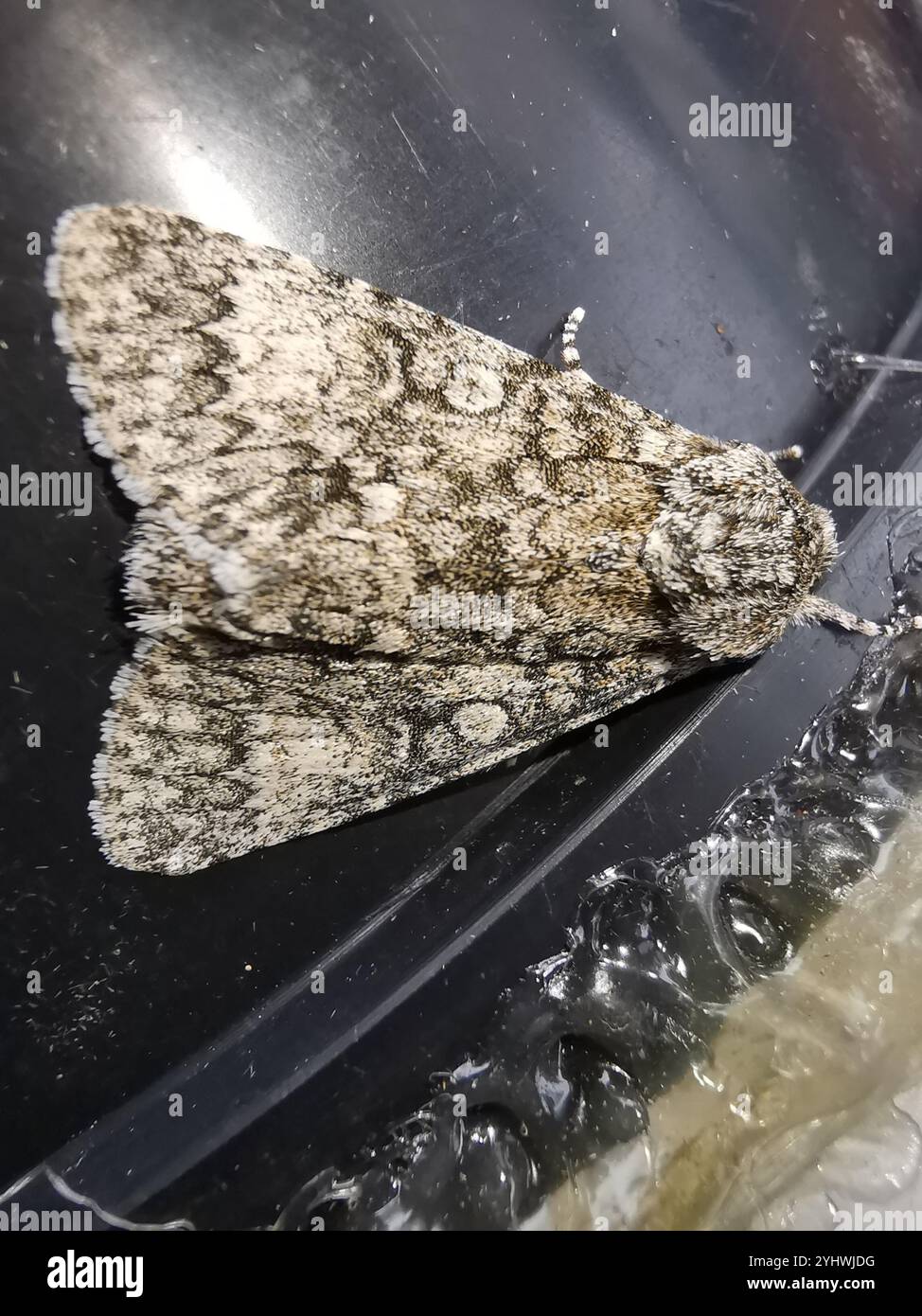 Poplar Grey (Acronicta megacephala Stock Photo - Alamy