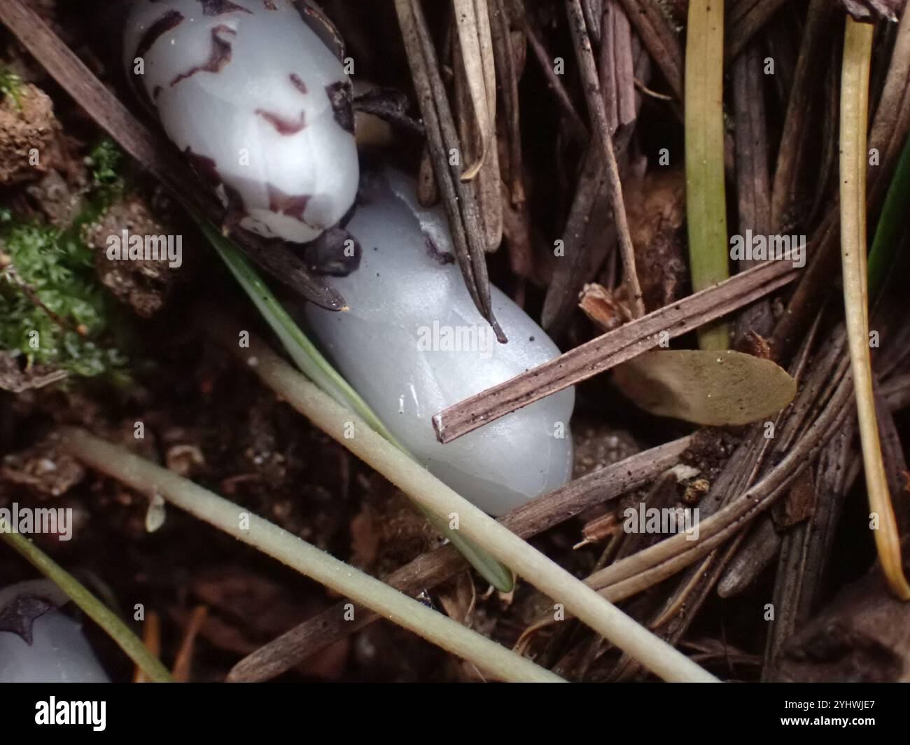 Ghost Pipe (Monotropa uniflora Stock Photo - Alamy