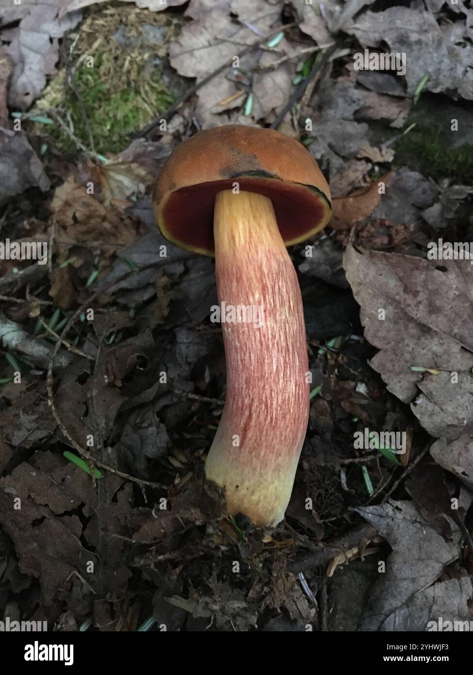 Red-mouth Bolete (Neoboletus subvelutipes Stock Photo - Alamy