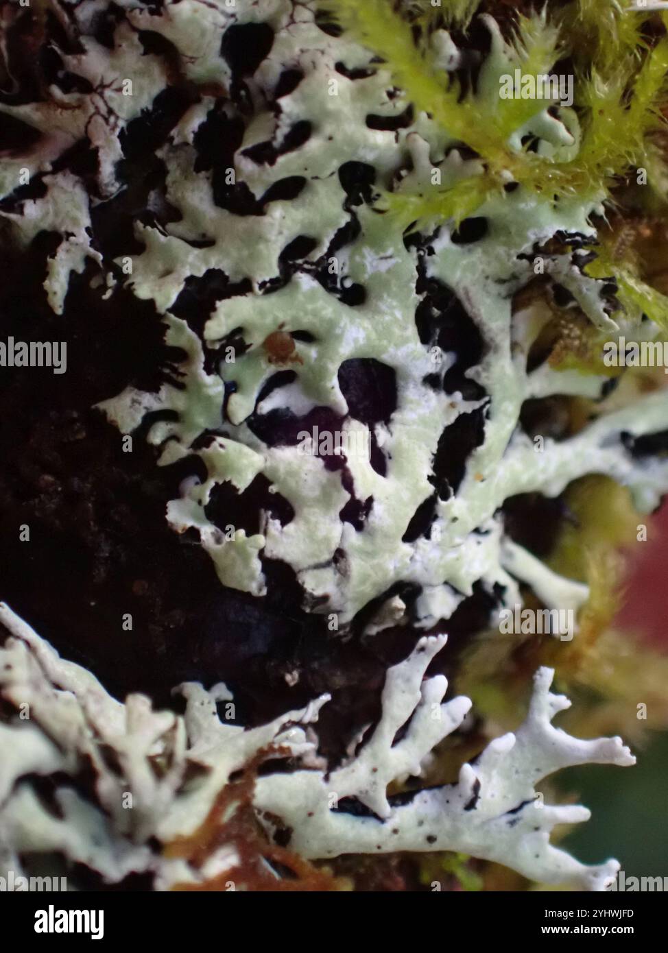 common lichens (Lecanoromycetes Stock Photo - Alamy