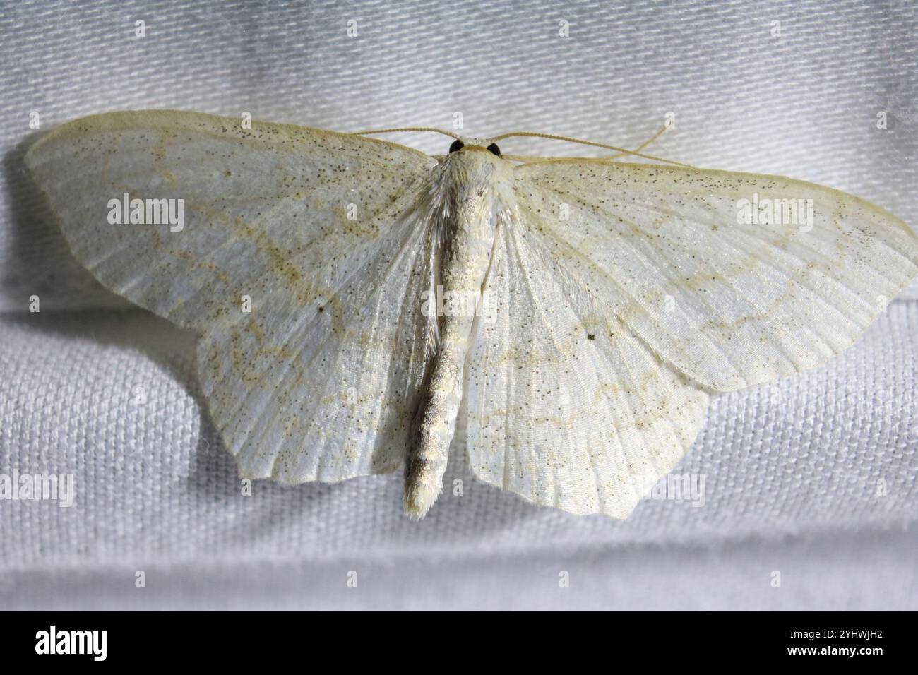 Large Lace-border Moth (Scopula limboundata Stock Photo - Alamy