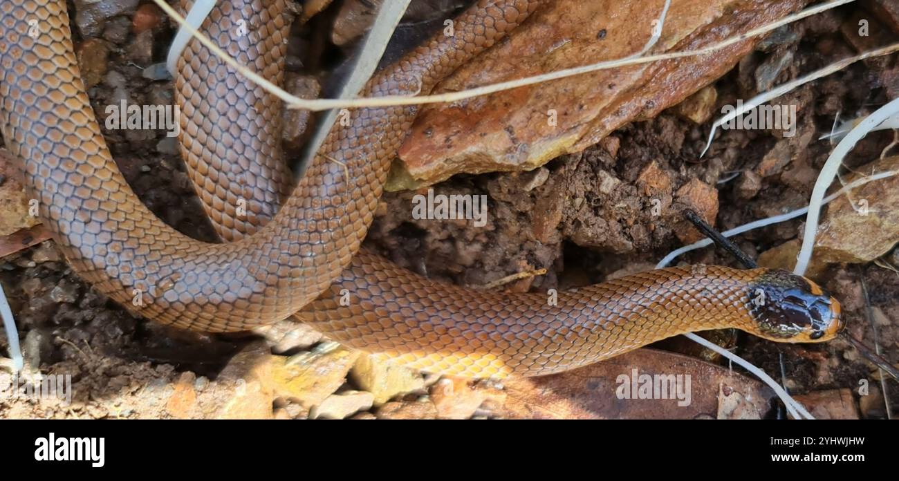 Whip Hooded Snake (Suta flagellum Stock Photo - Alamy