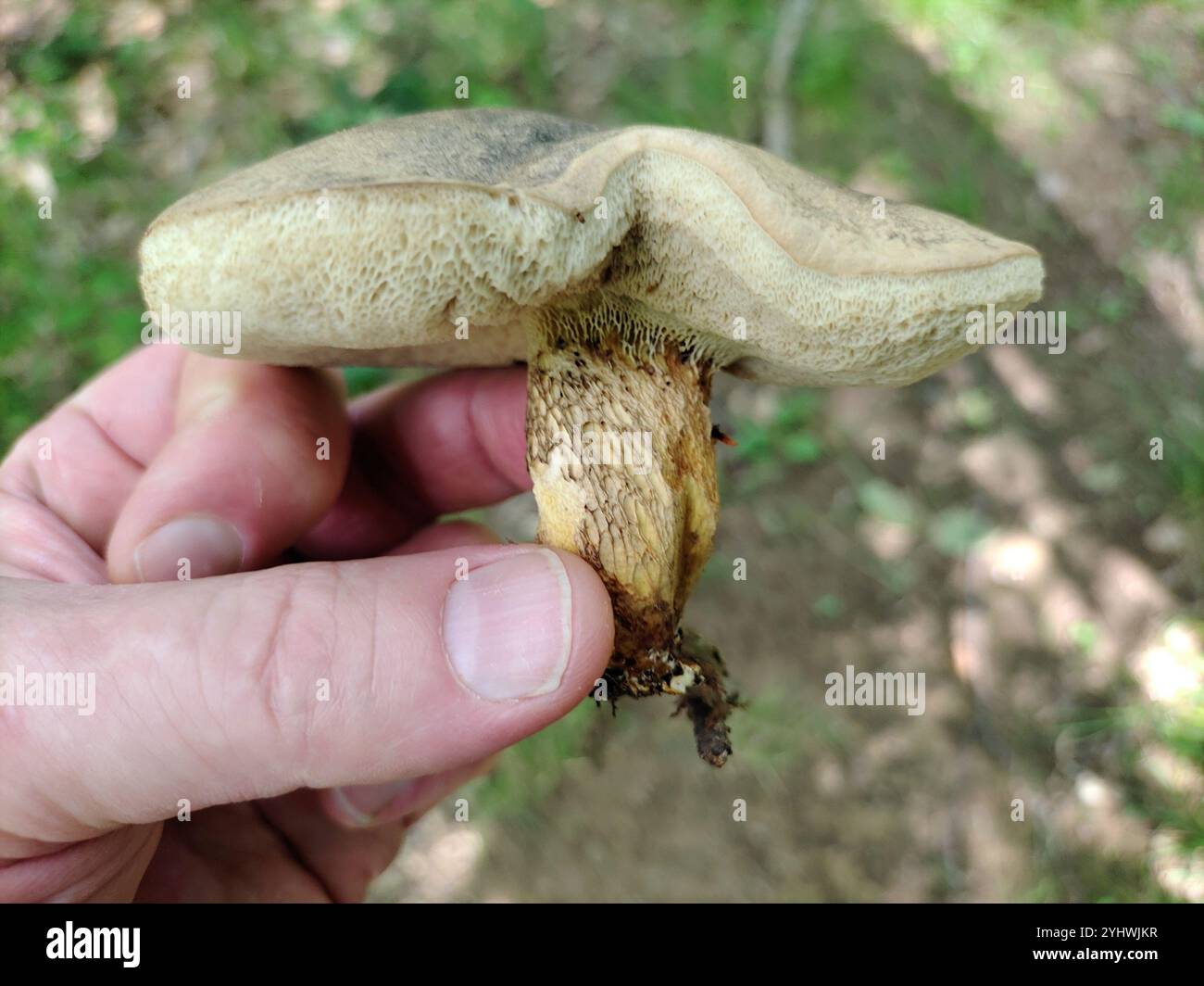 Grey Bolete (Retiboletus griseus Stock Photo - Alamy