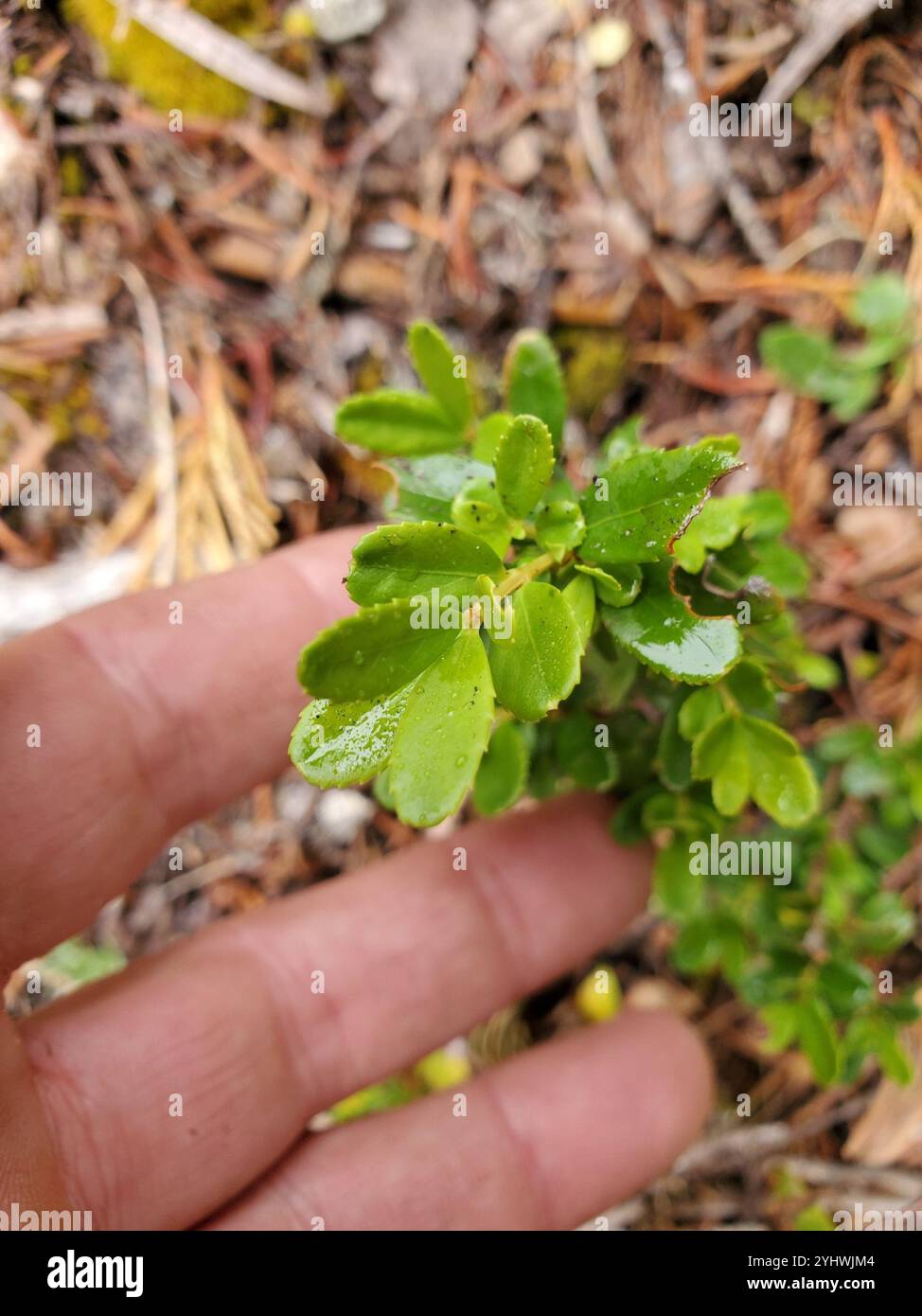 Oregon Boxwood (Paxistima myrsinites Stock Photo - Alamy