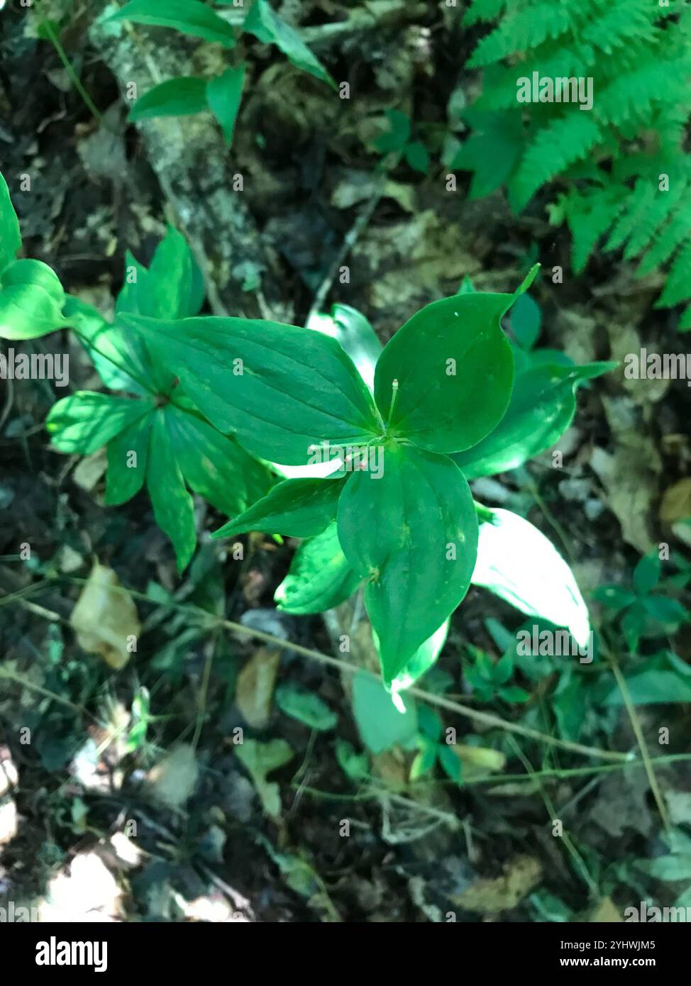 Cucumber Root (Medeola virginiana Stock Photo - Alamy