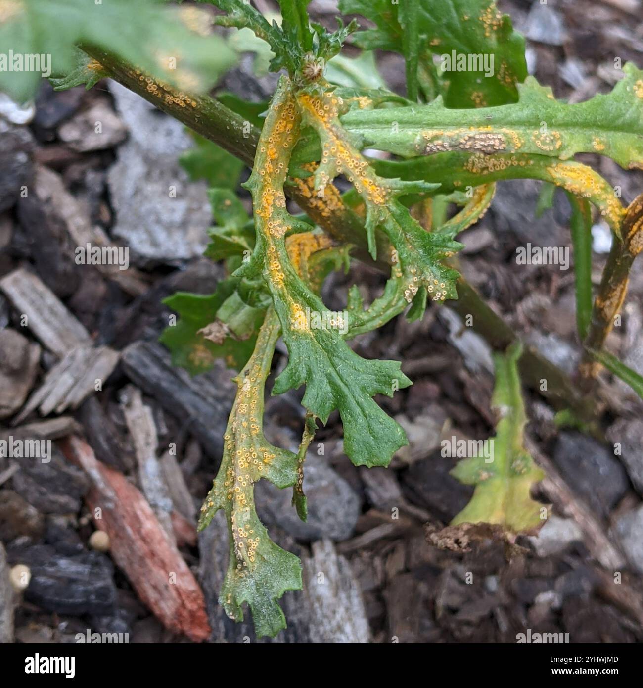 Groundsel crown rust (Puccinia lagenophorae Stock Photo - Alamy