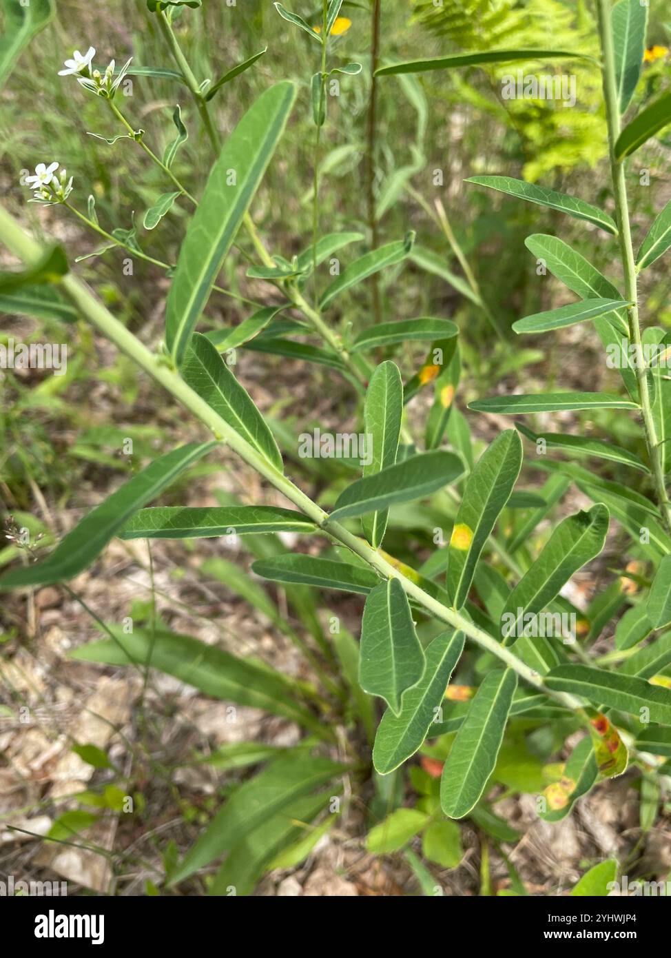 flowering spurge (Euphorbia corollata Stock Photo - Alamy