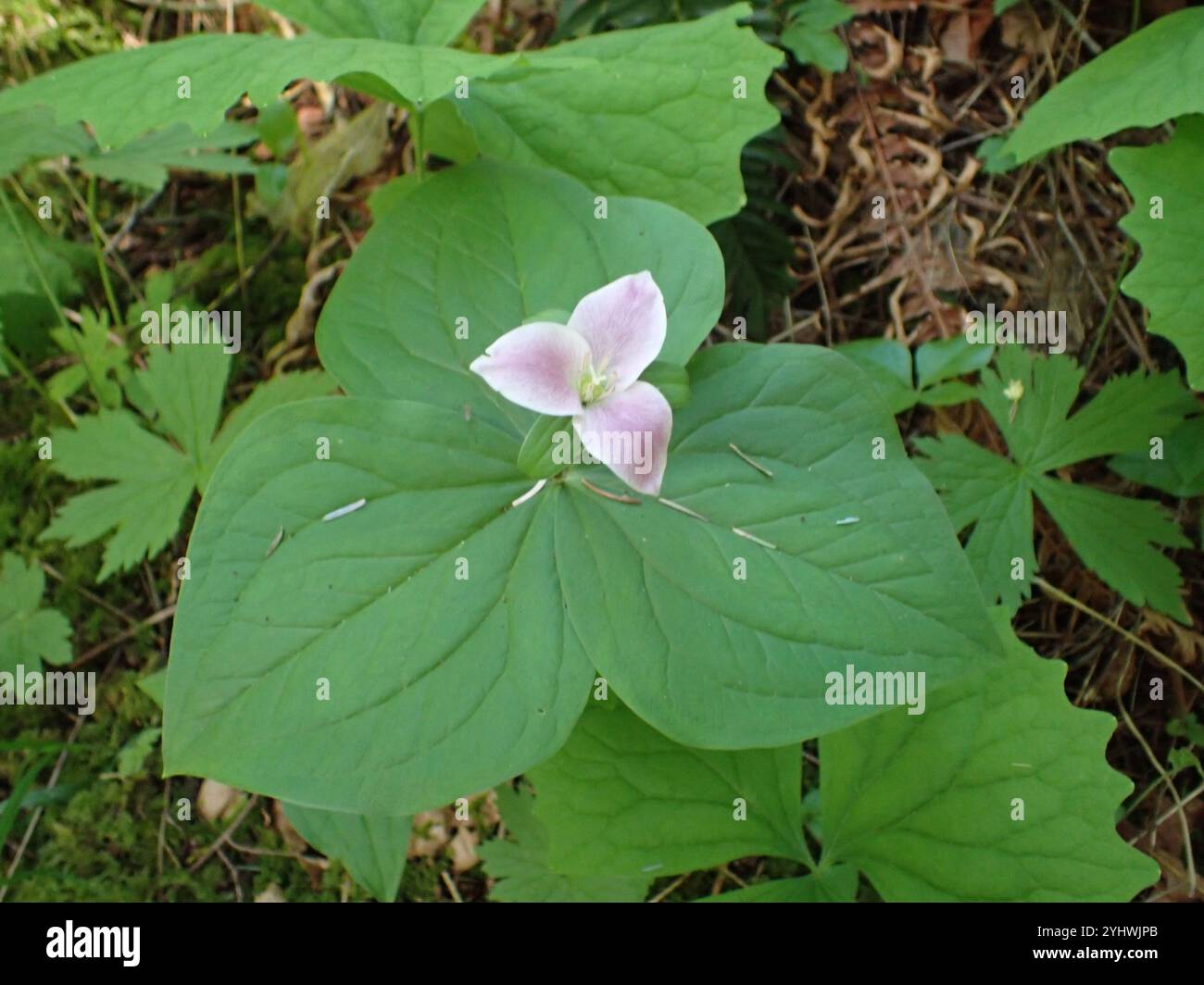 Pacific trillium (Trillium ovatum Stock Photo - Alamy