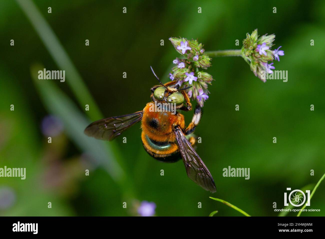Southern Carpenter Bee (Xylocopa micans Stock Photo - Alamy