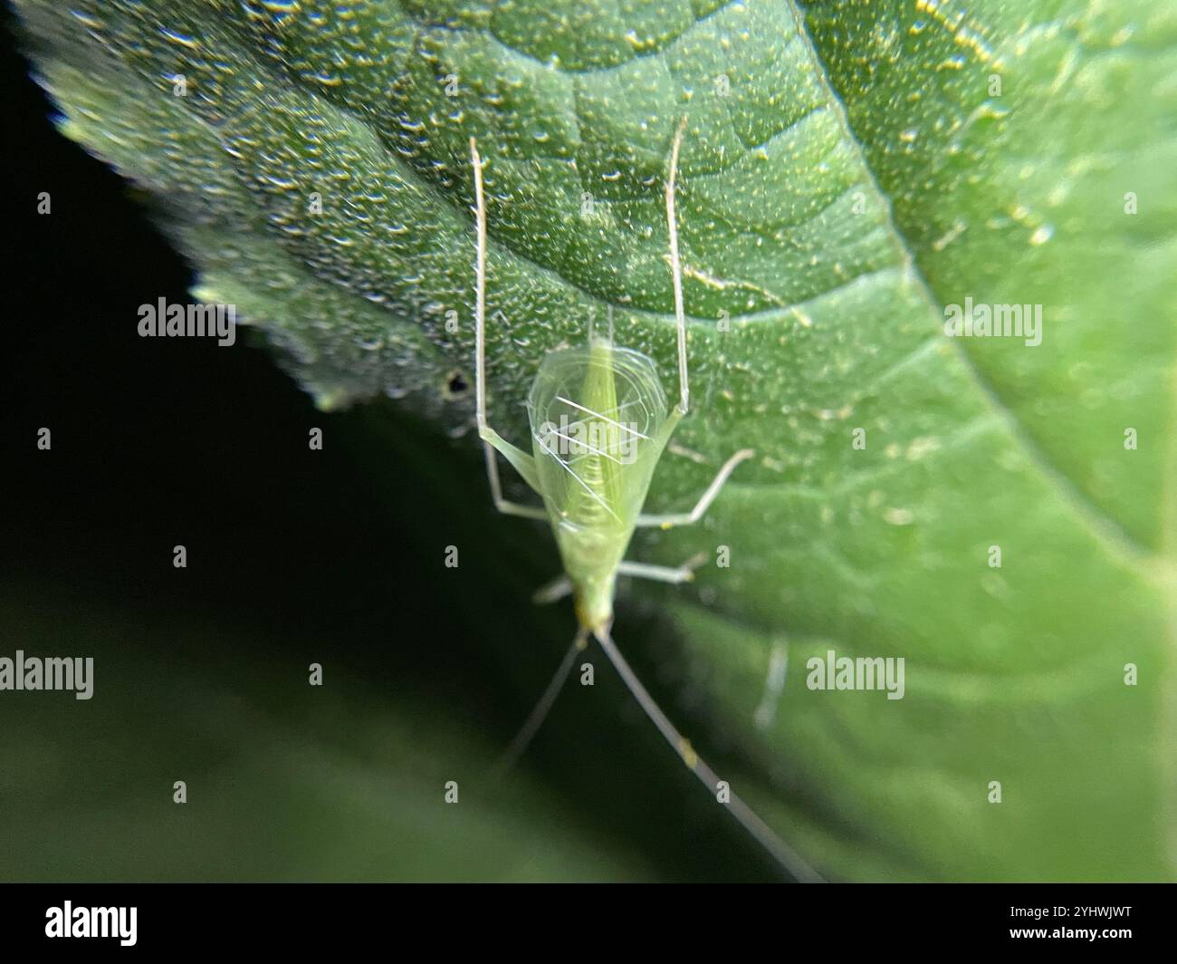 Common Tree Crickets (Oecanthus Stock Photo - Alamy