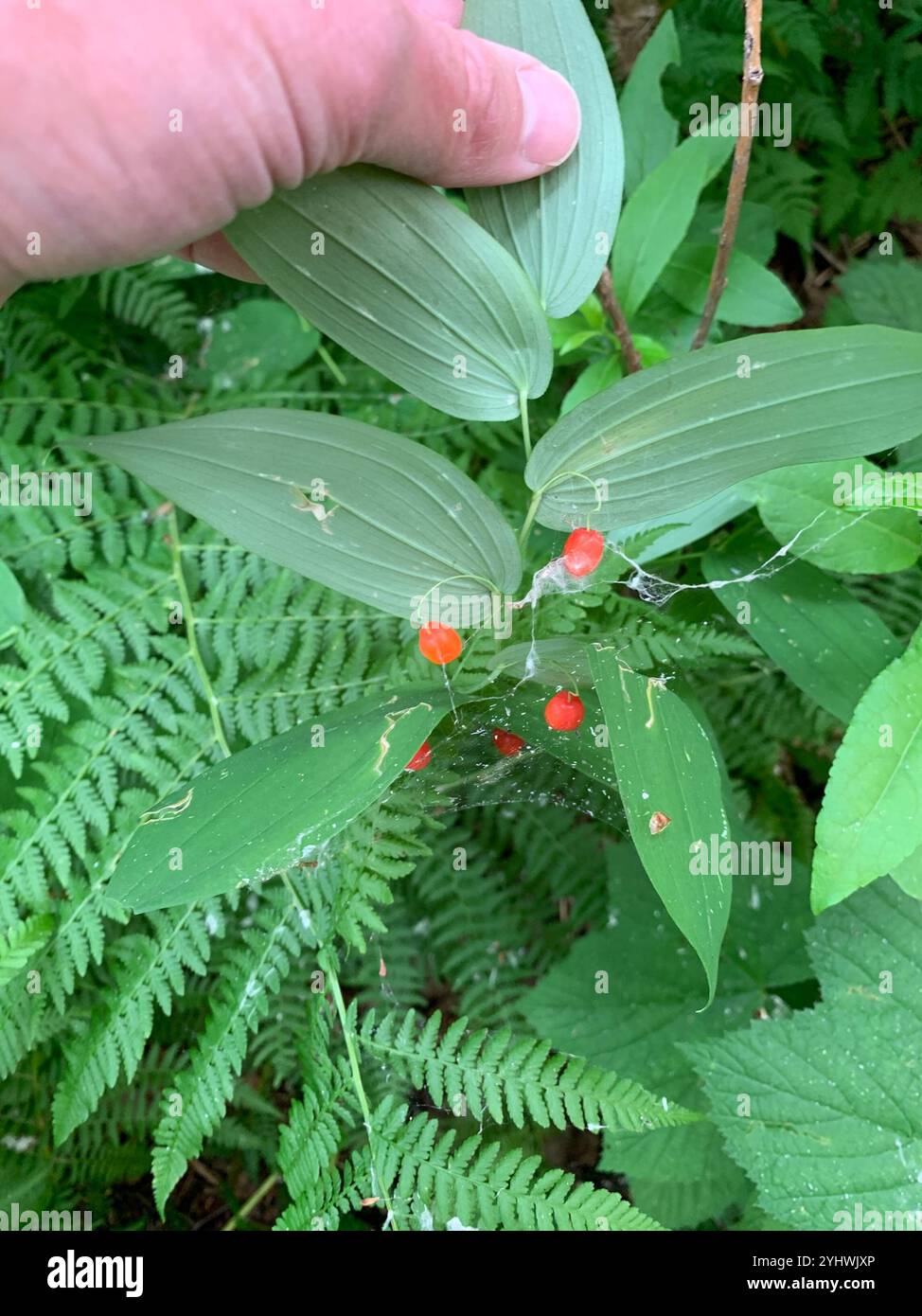 white twisted-stalk (Streptopus amplexifolius Stock Photo - Alamy