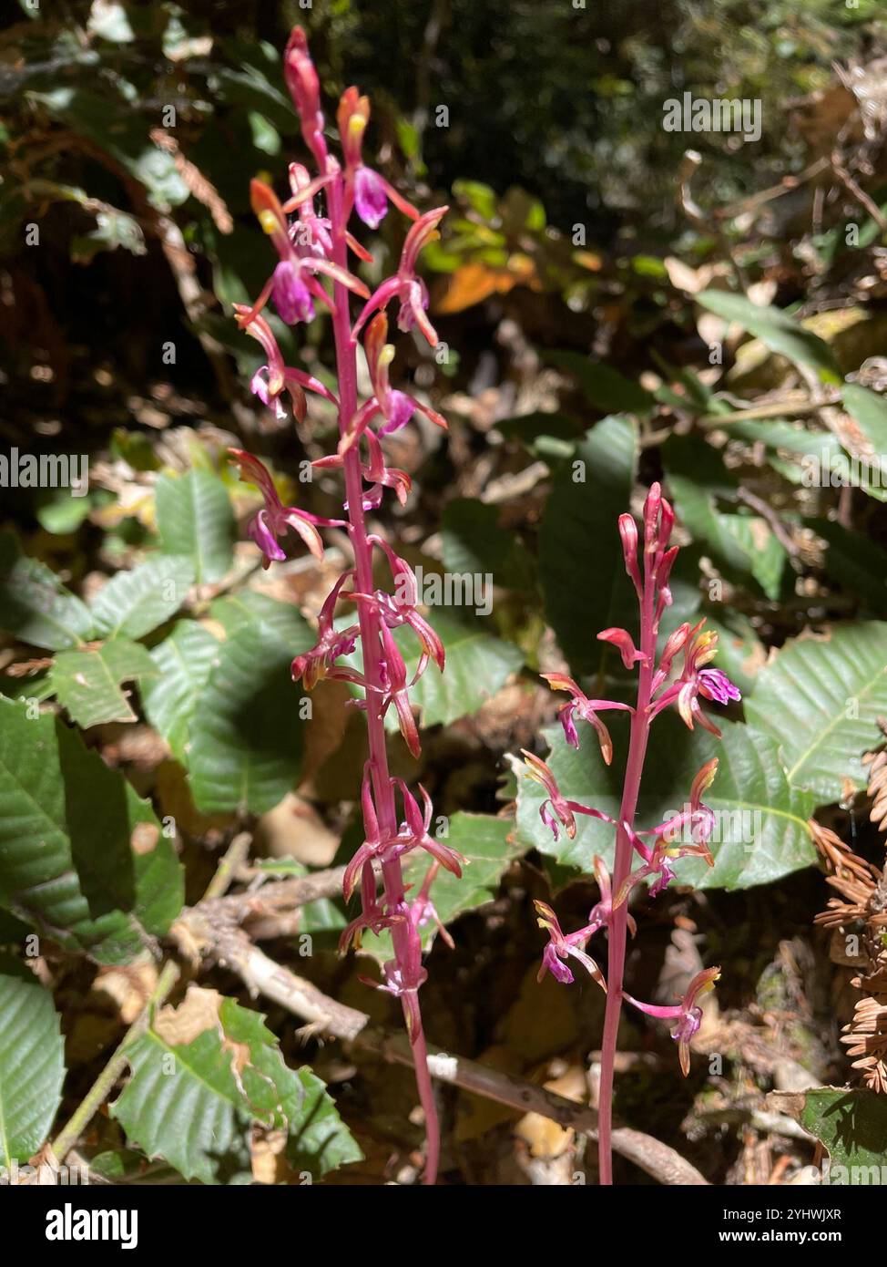 Pacific coralroot (Corallorhiza mertensiana Stock Photo - Alamy