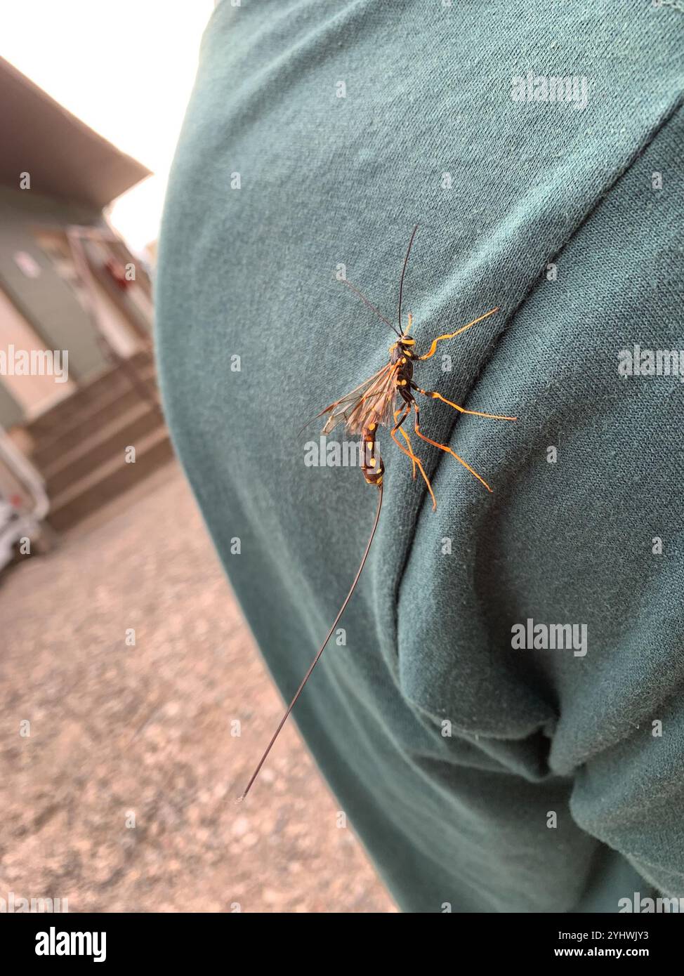 Western Giant Ichneumonid Wasp (Megarhyssa nortoni nortoni Stock Photo ...