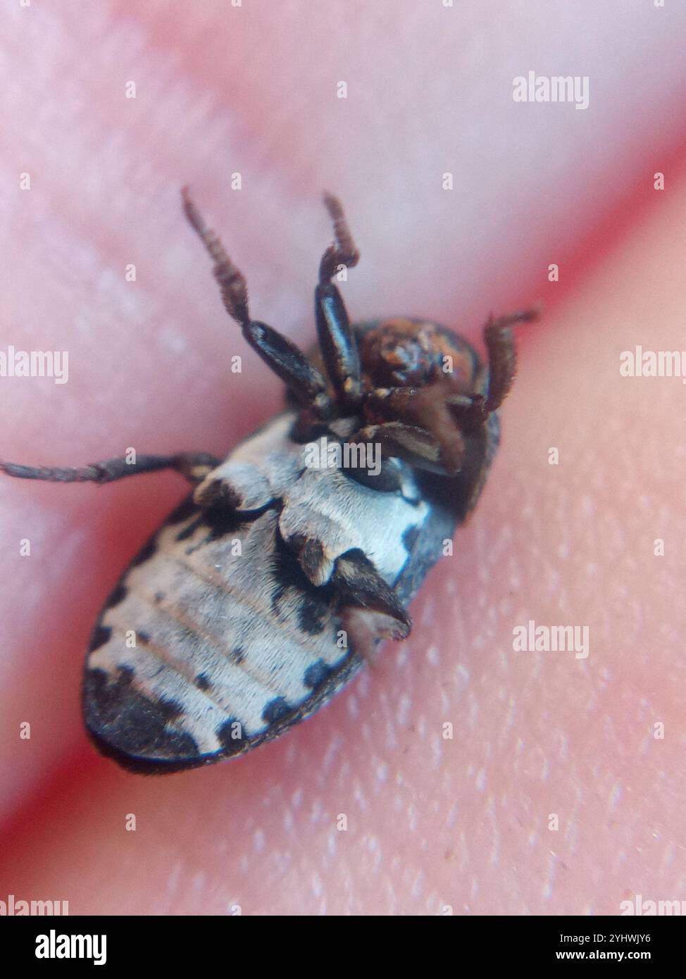 Dermestes laniarius hi-res stock photography and images - Alamy