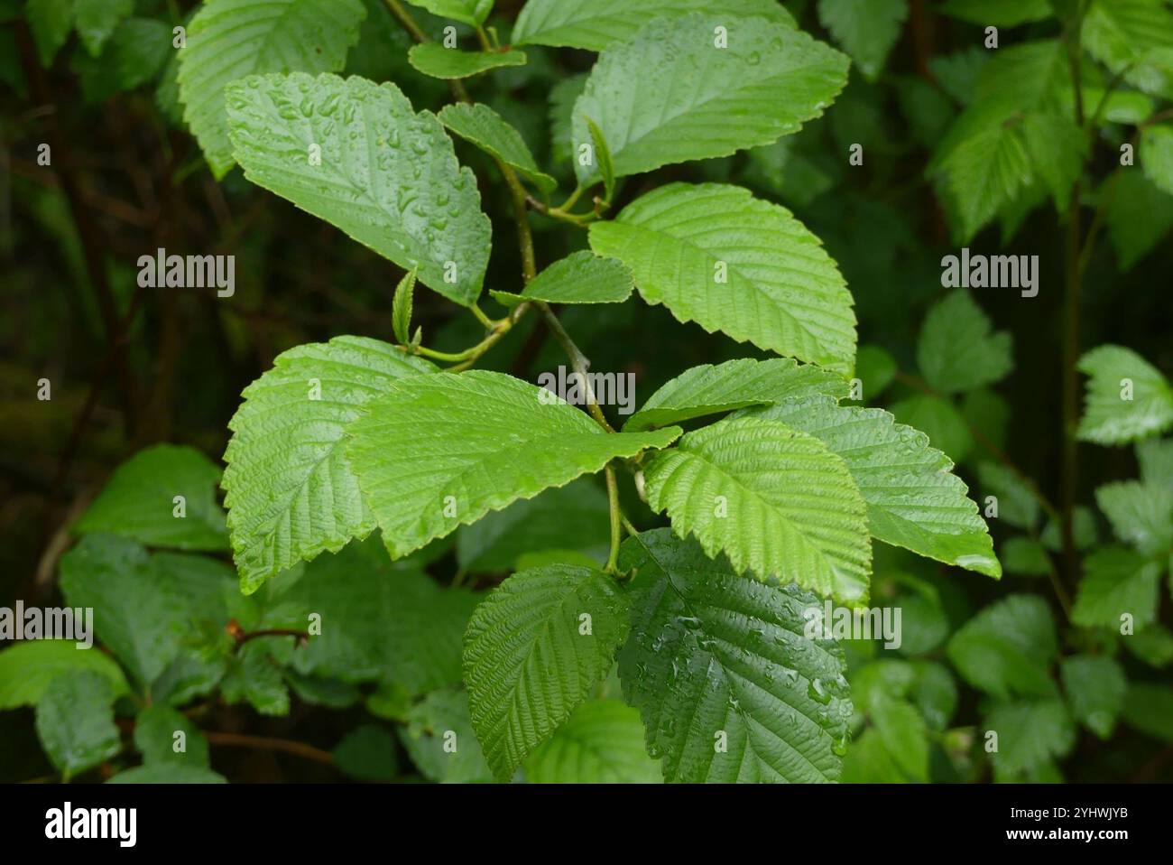 Red Alder (Alnus rubra Stock Photo - Alamy