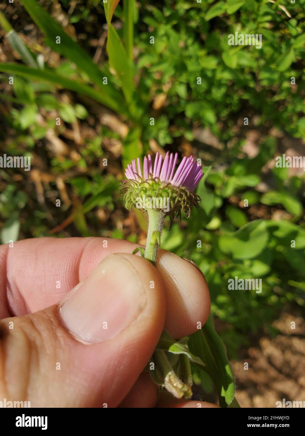 Subalpine Fleabane (Erigeron glacialis Stock Photo - Alamy
