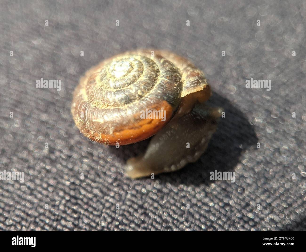 Hairy Snail (Trochulus hispidus Stock Photo - Alamy