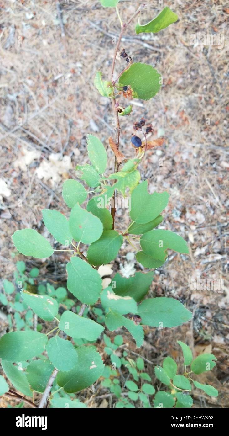 Utah Serviceberry (Amelanchier utahensis Stock Photo - Alamy