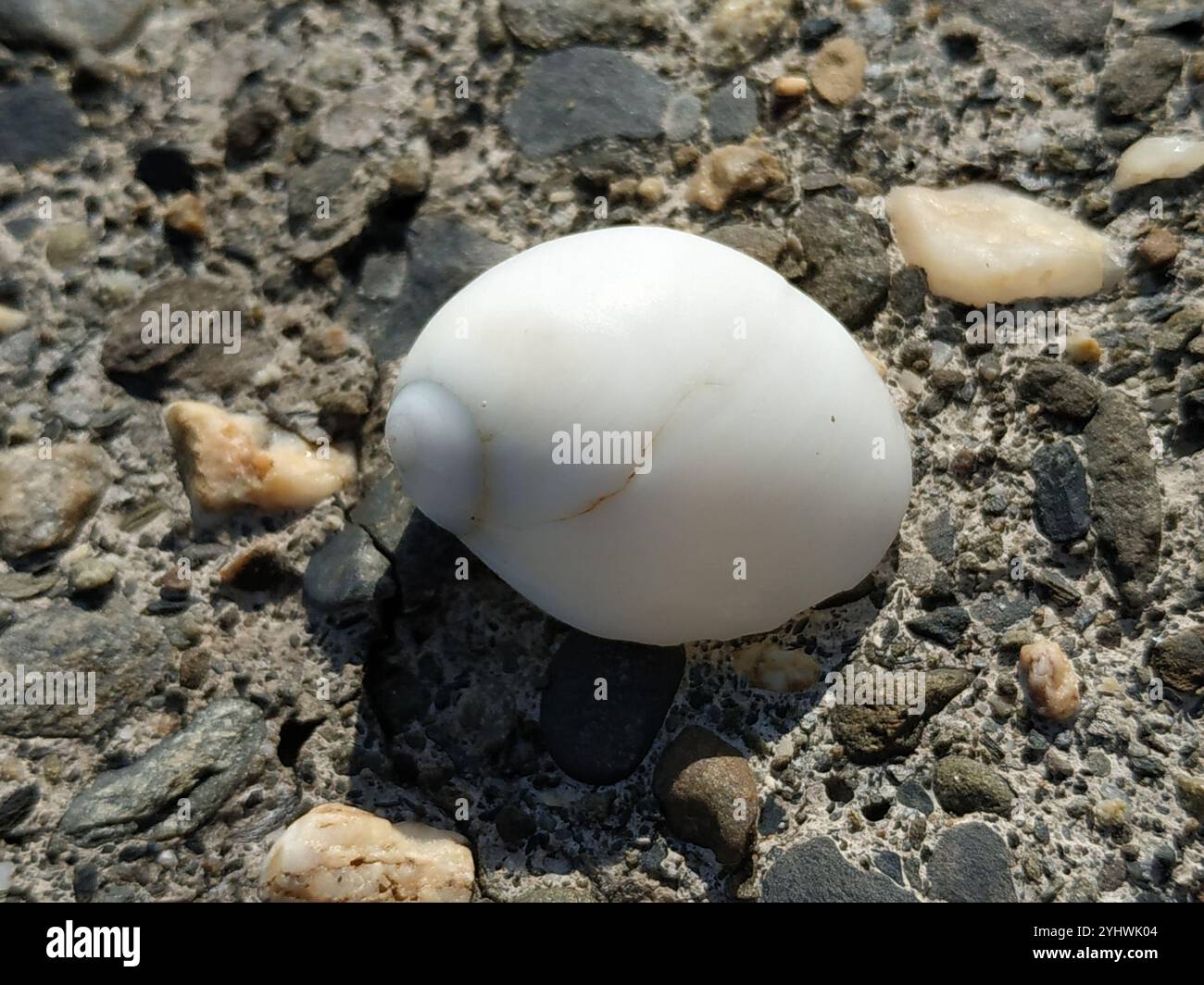 Polinices hi-res stock photography and images - Alamy
