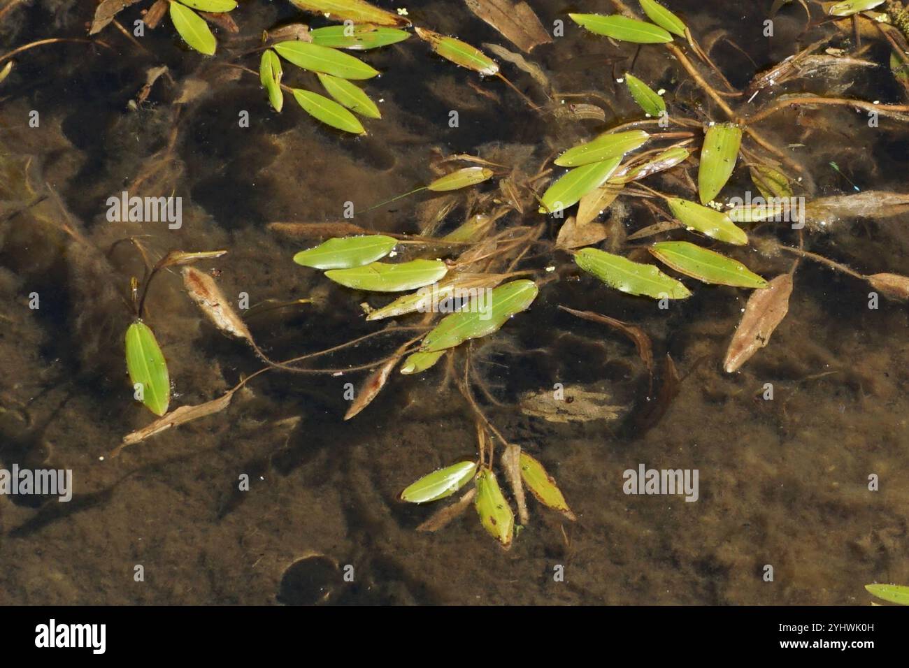 Longleaf Pondweed (Potamogeton nodosus Stock Photo - Alamy