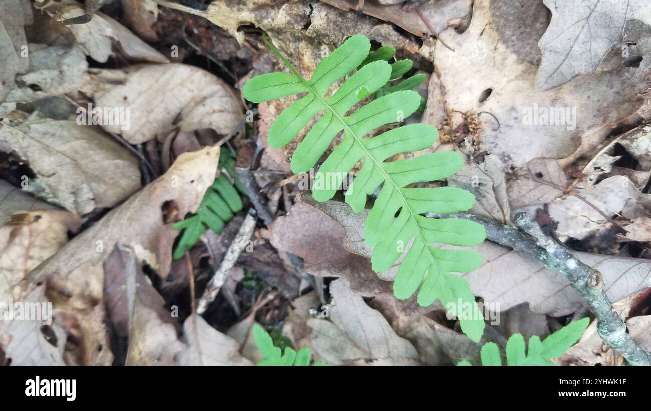 rock polypody (Polypodium virginianum Stock Photo - Alamy