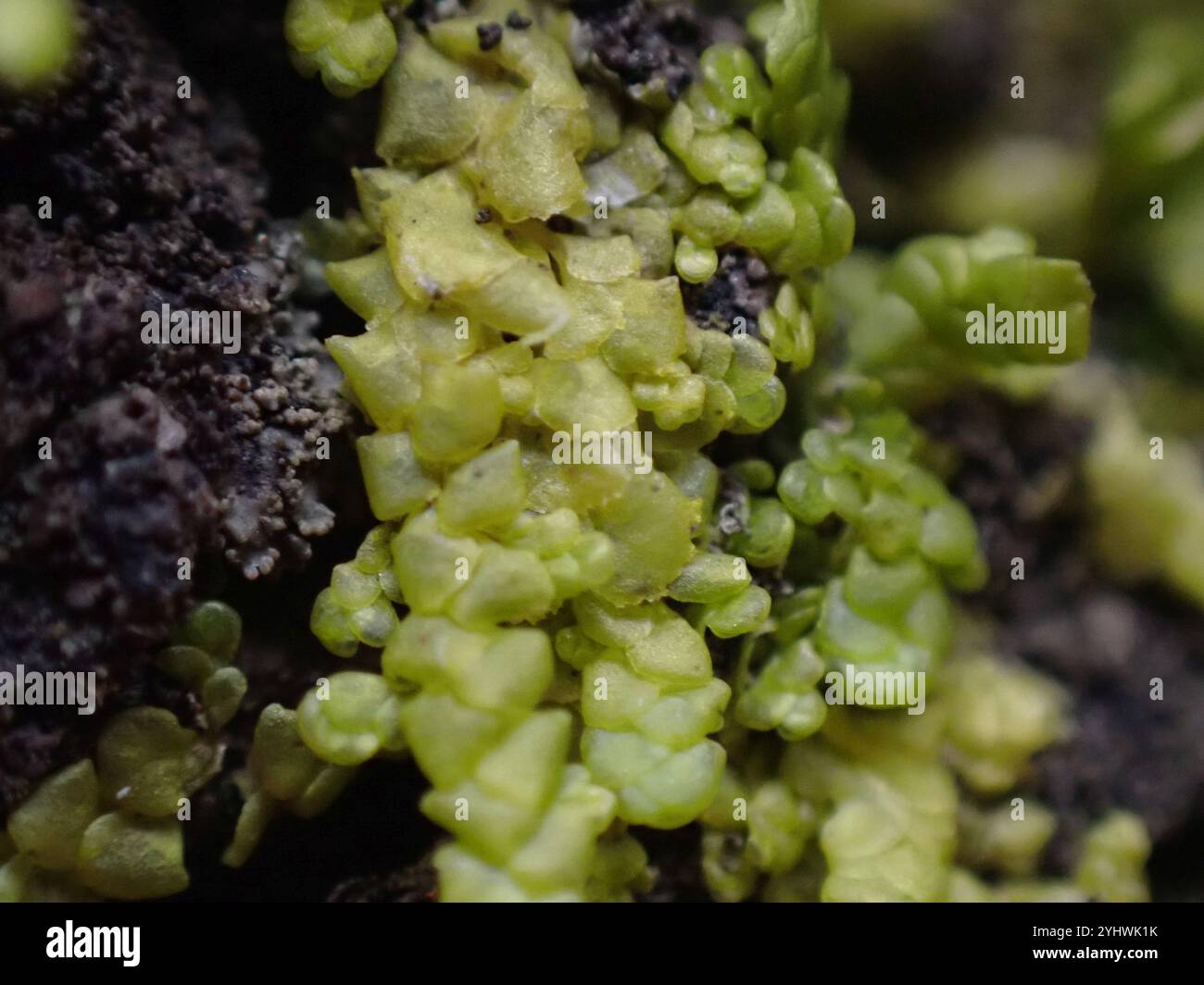 Flat-leaved Scalewort (Radula complanata Stock Photo - Alamy