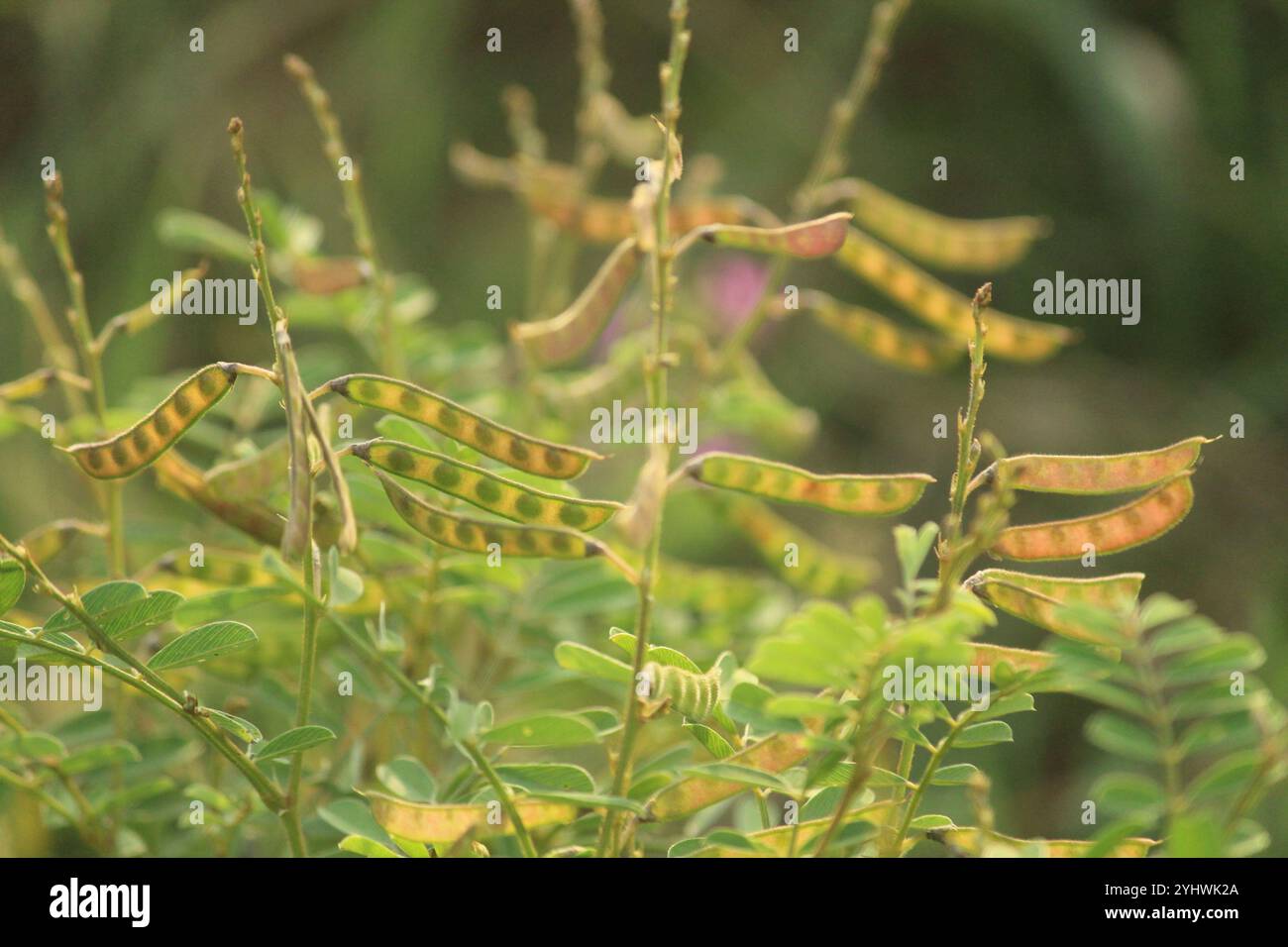 Tephrosia purpurea hi-res stock photography and images - Alamy