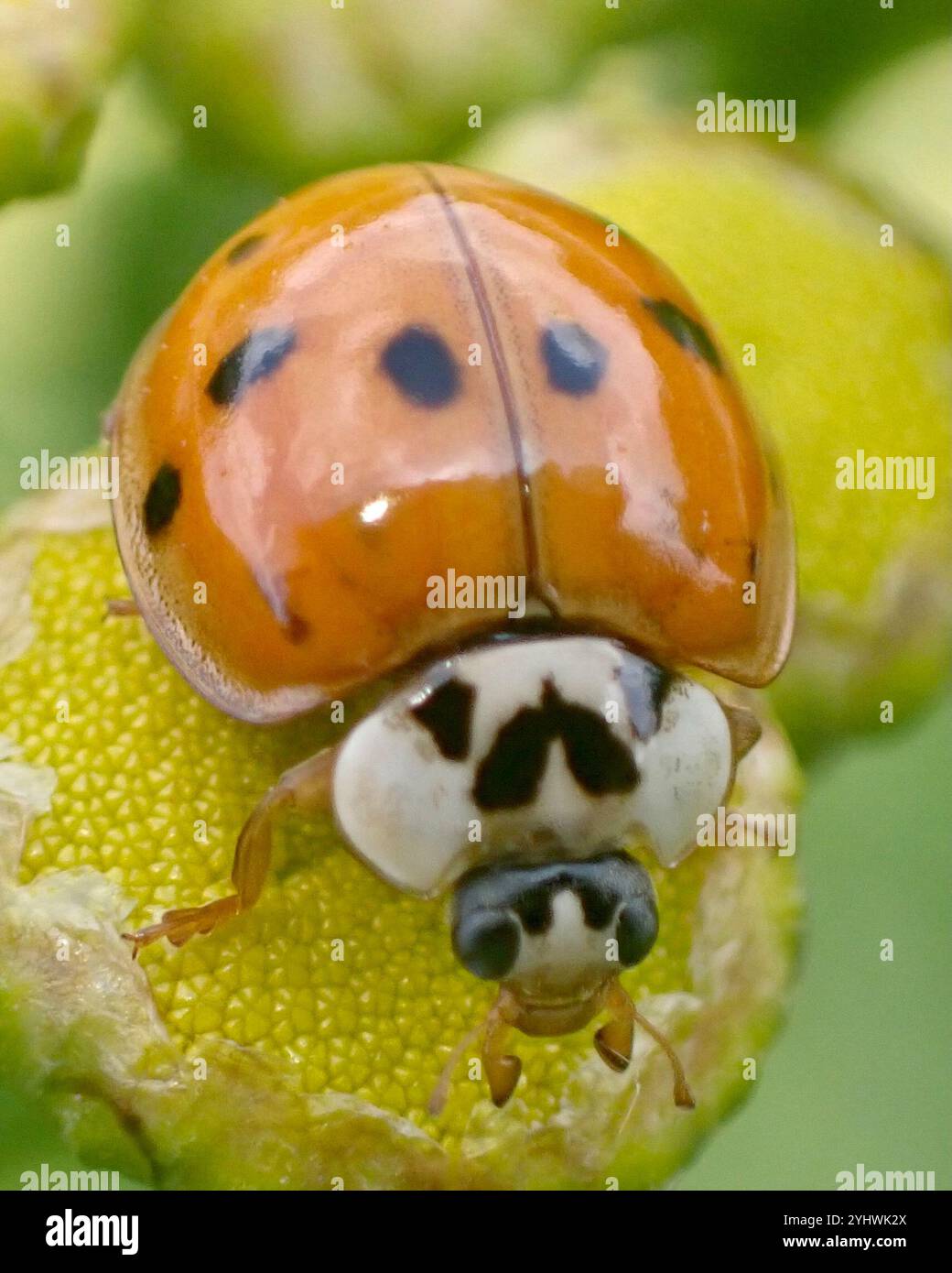 Asian Lady Beetle (Harmonia axyridis Stock Photo - Alamy